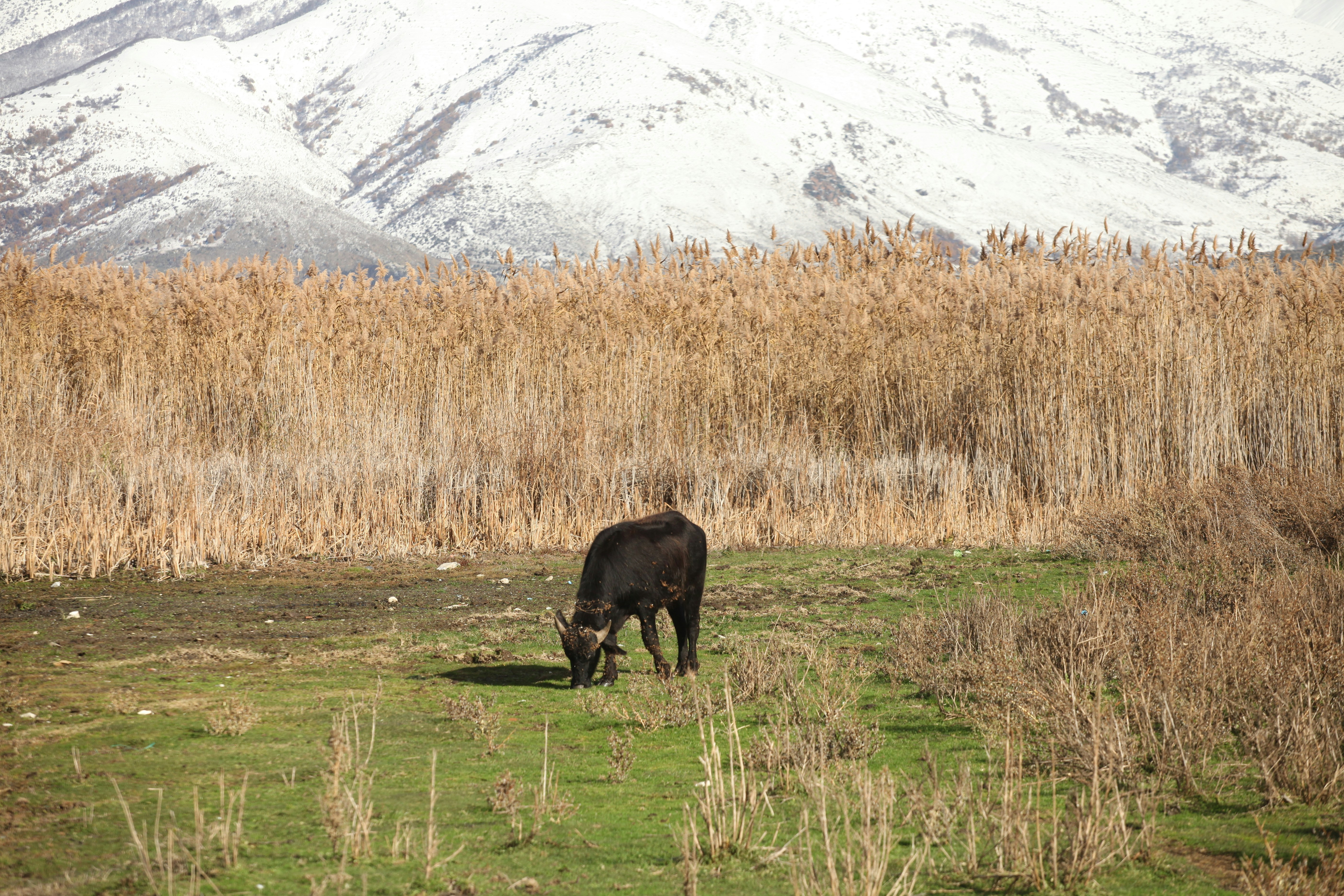 Cow in a Sunlit Meadow Beneath Snow-Dusted Peaks