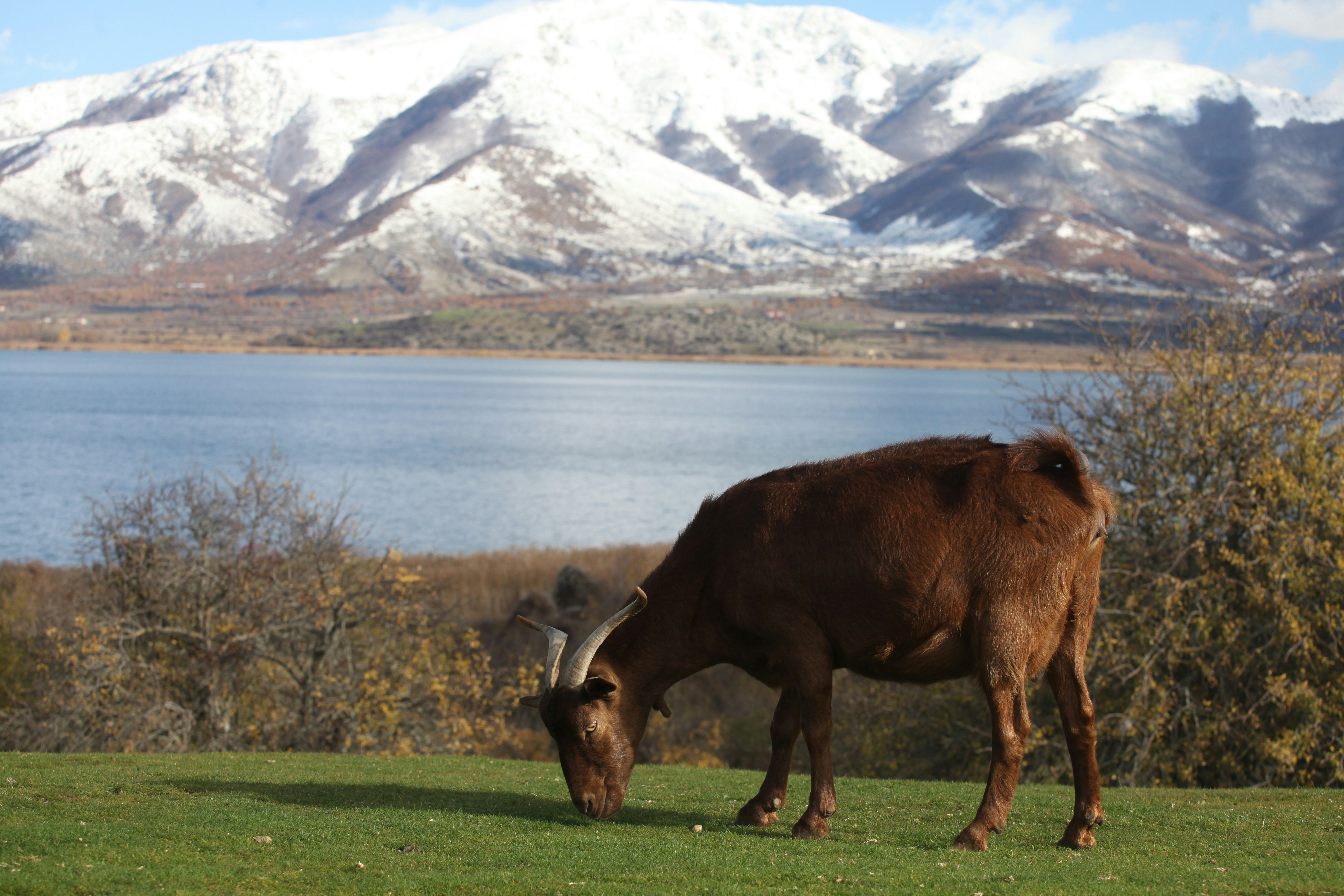 Grazing by a Snow-Capped Lake Beneath Alpine Skies