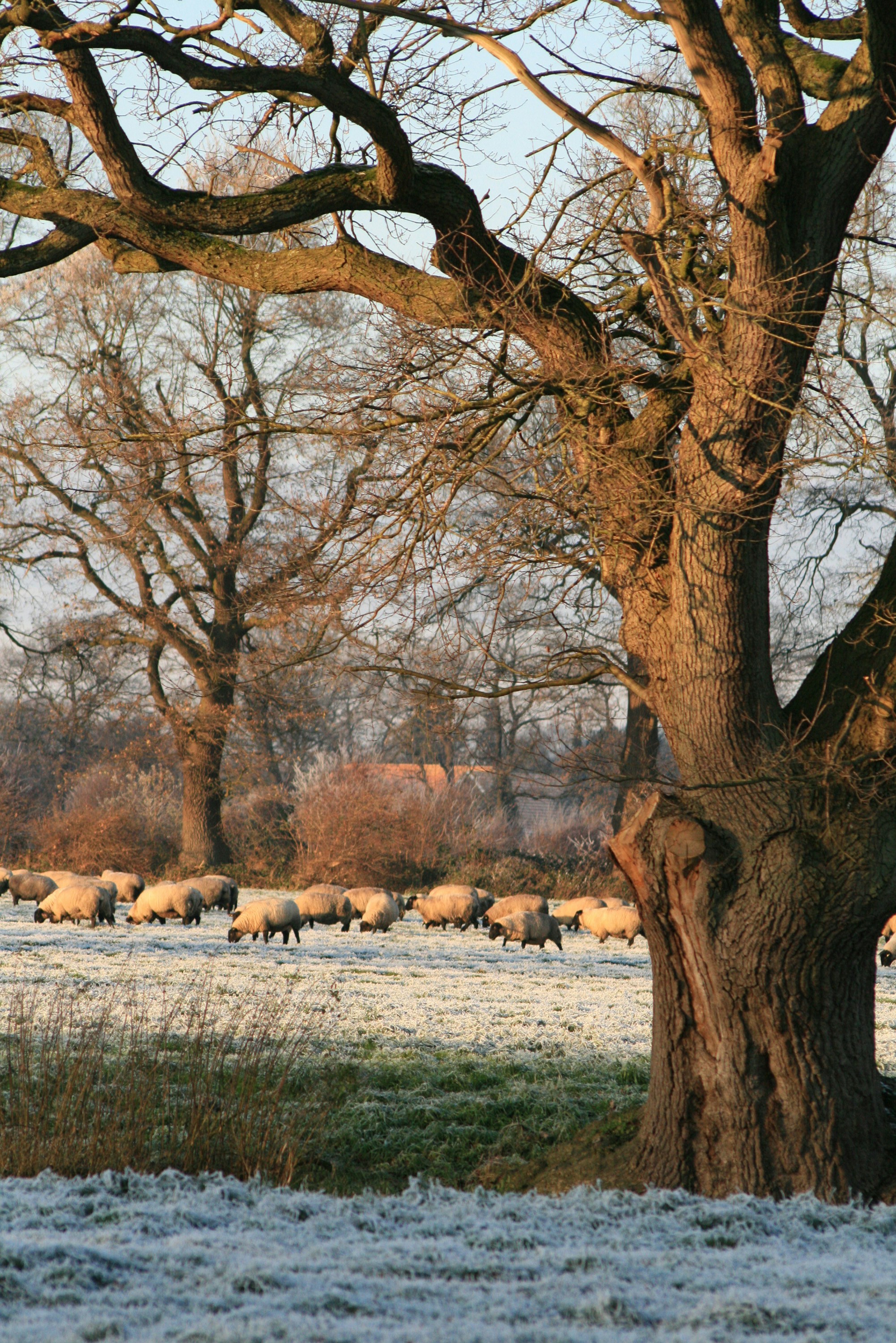 A serene winter landscape featuring a flock of sheep grazing in a frosty field, framed by an ancient tree and distant foliage.