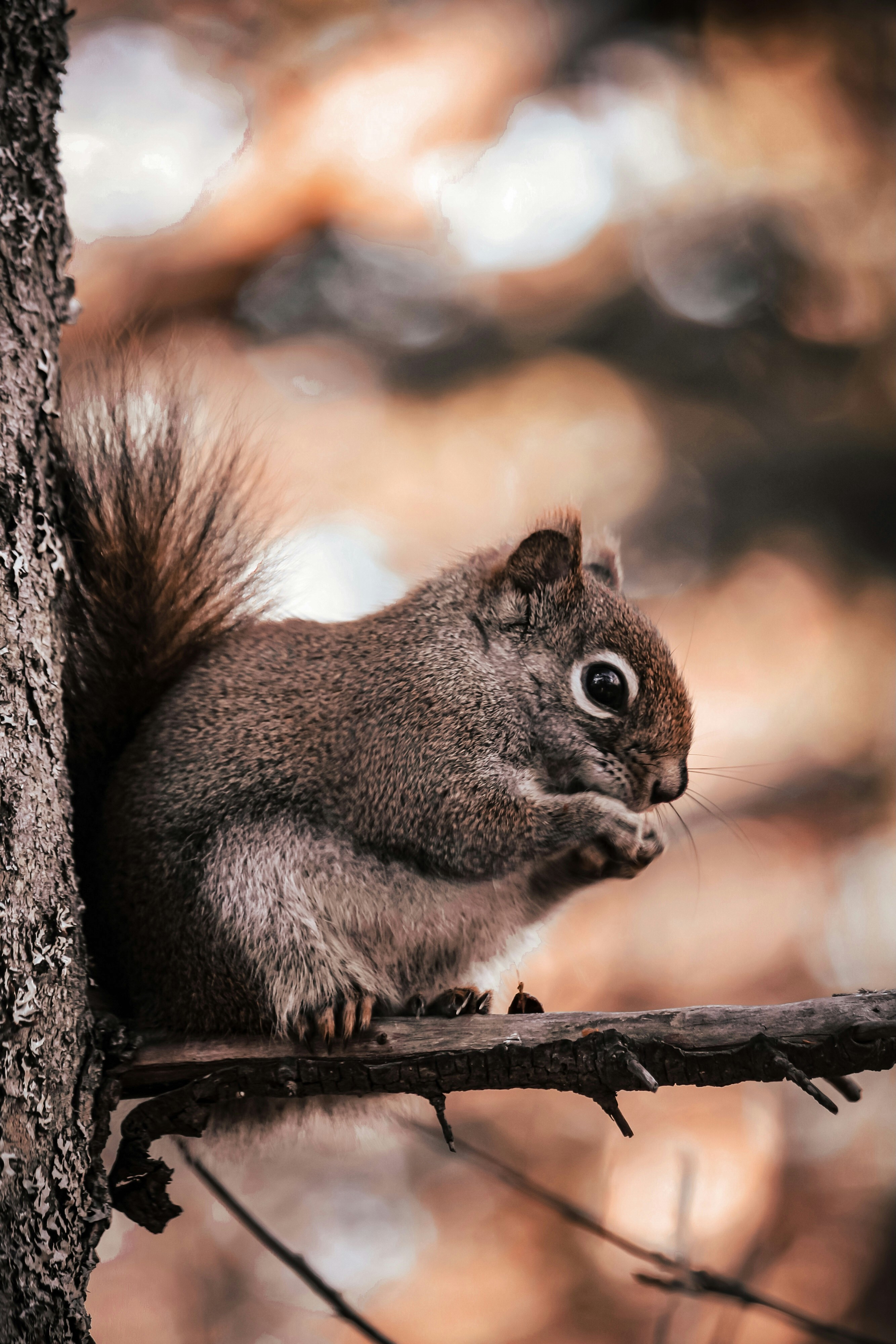 Foto Una ardilla está sentada en la rama de un árbol – Imagen Rata ...