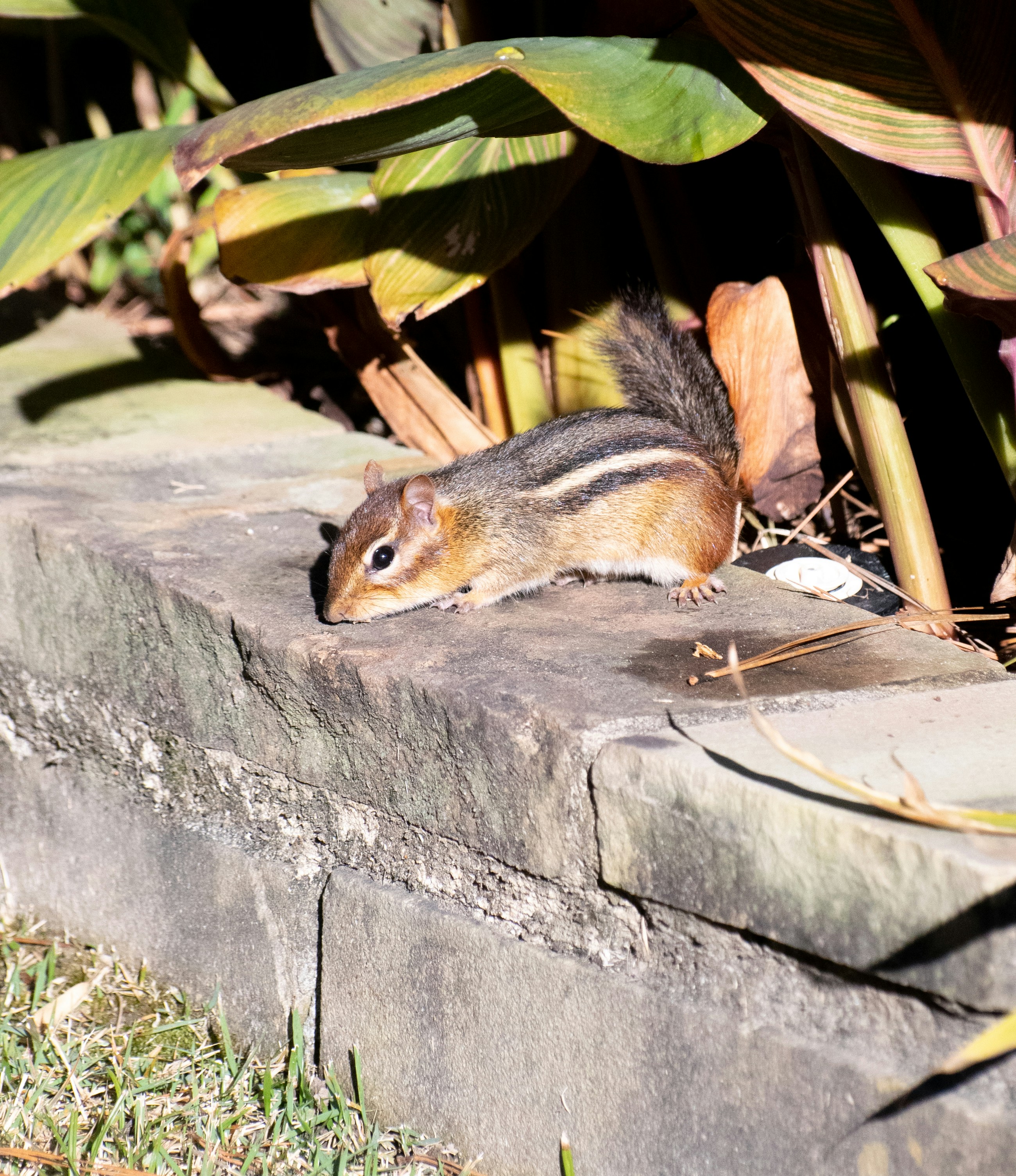 Sunlit Chipmunk on a Weathered Garden Stone