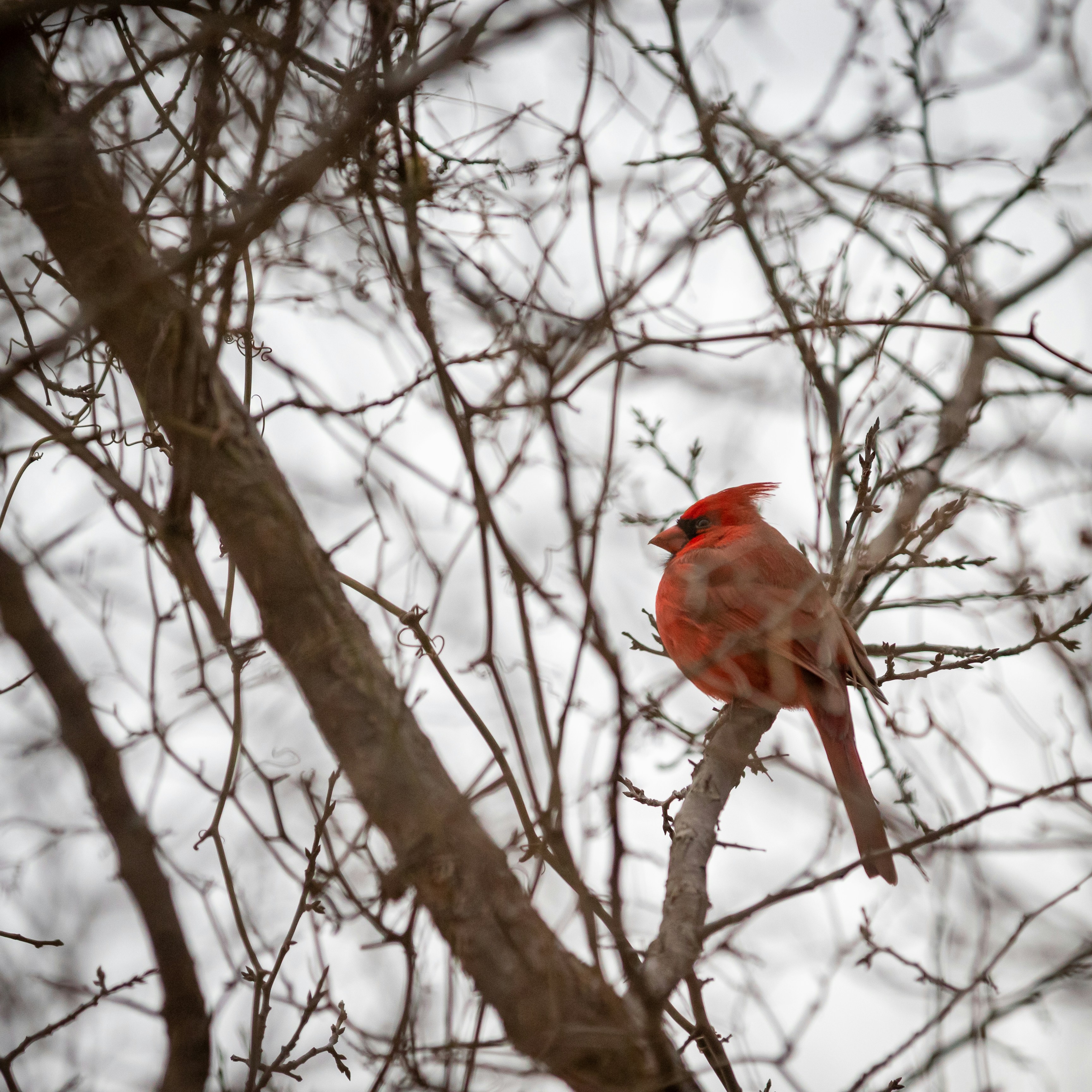 Vibrant cardinal perched on a bare branch, surrounded by a delicate web of twigs against a muted winter sky.
