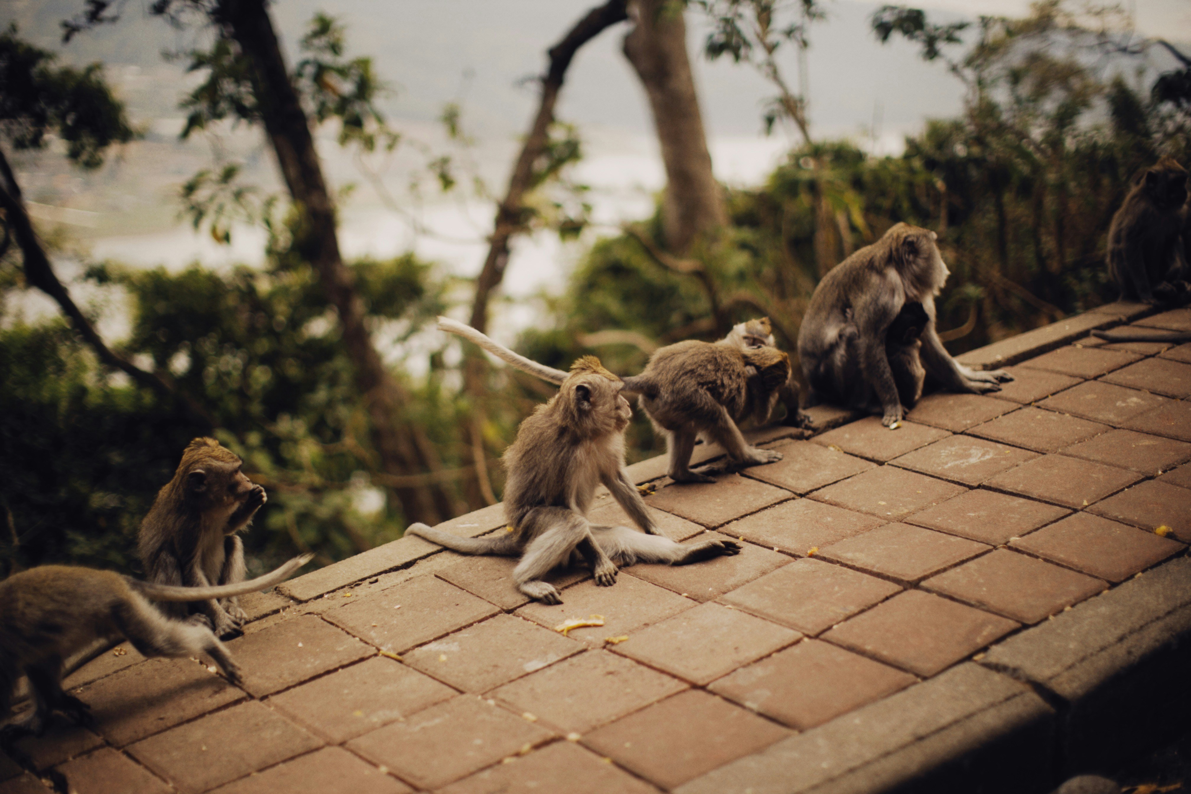 Monkey Homes Pictures | Download Free Images on Unsplash