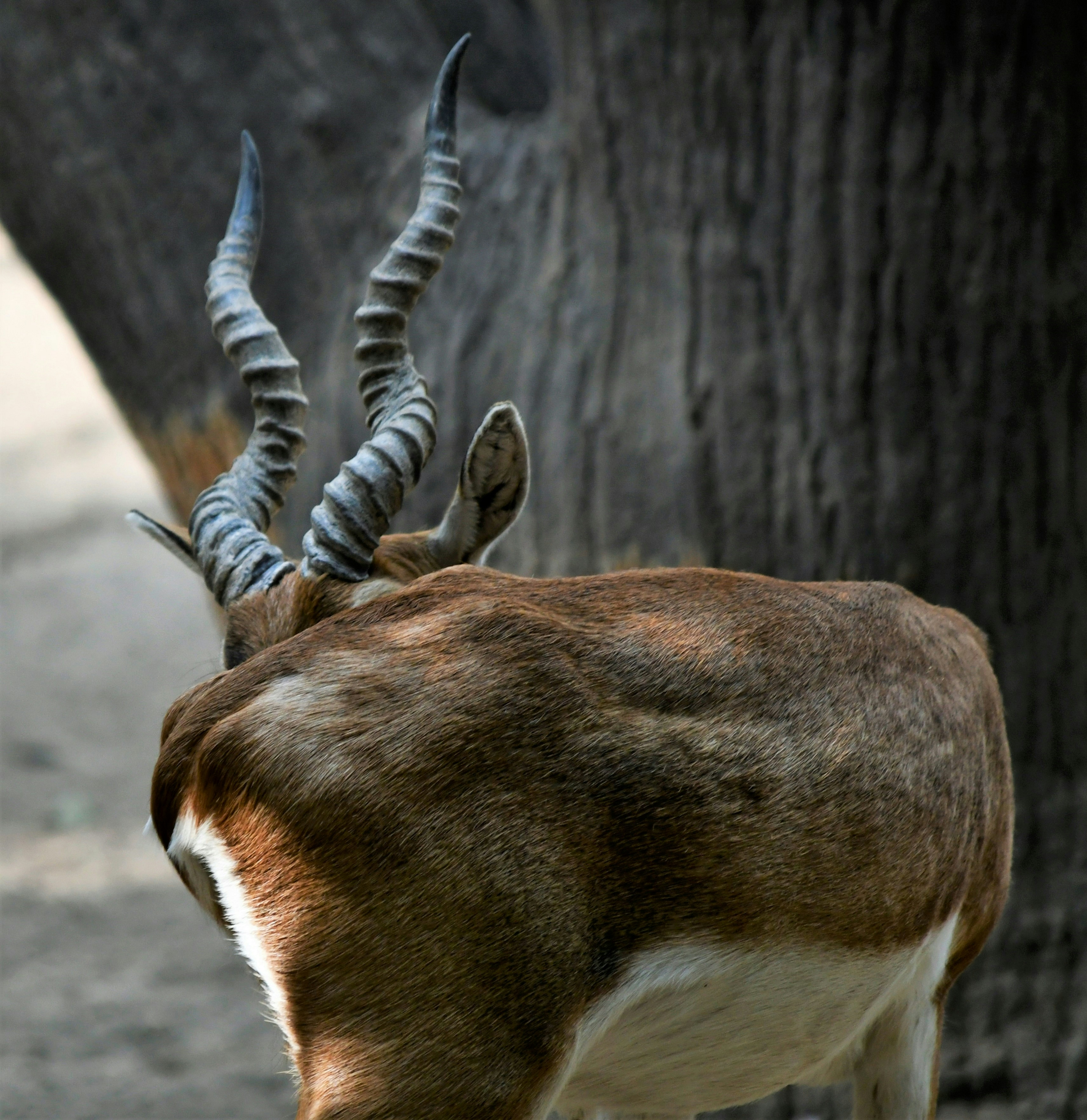 an antelope standing next to a tree on a dirt ground