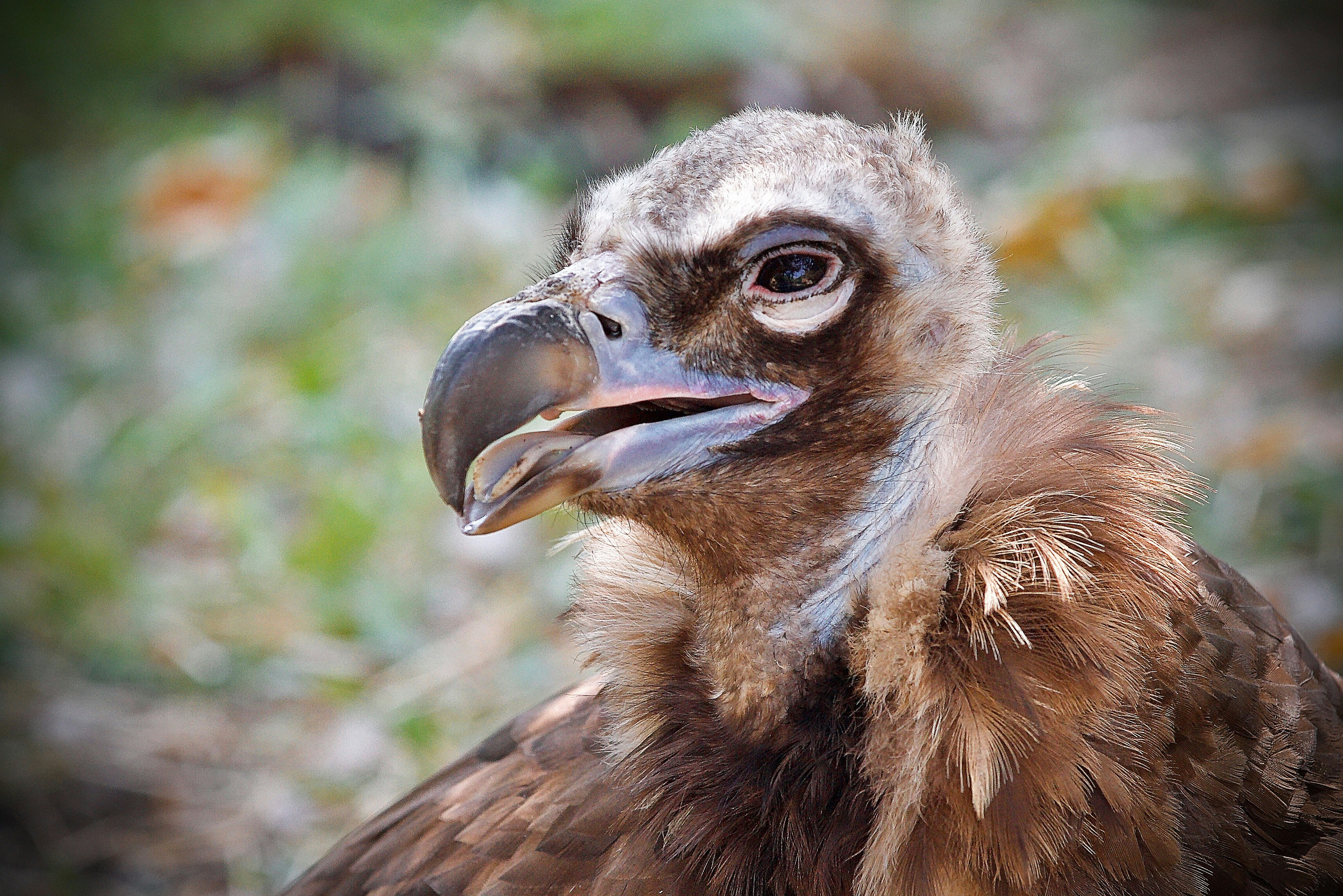 A close up of a bird with a very large beak photo – Free Bird Image on ...