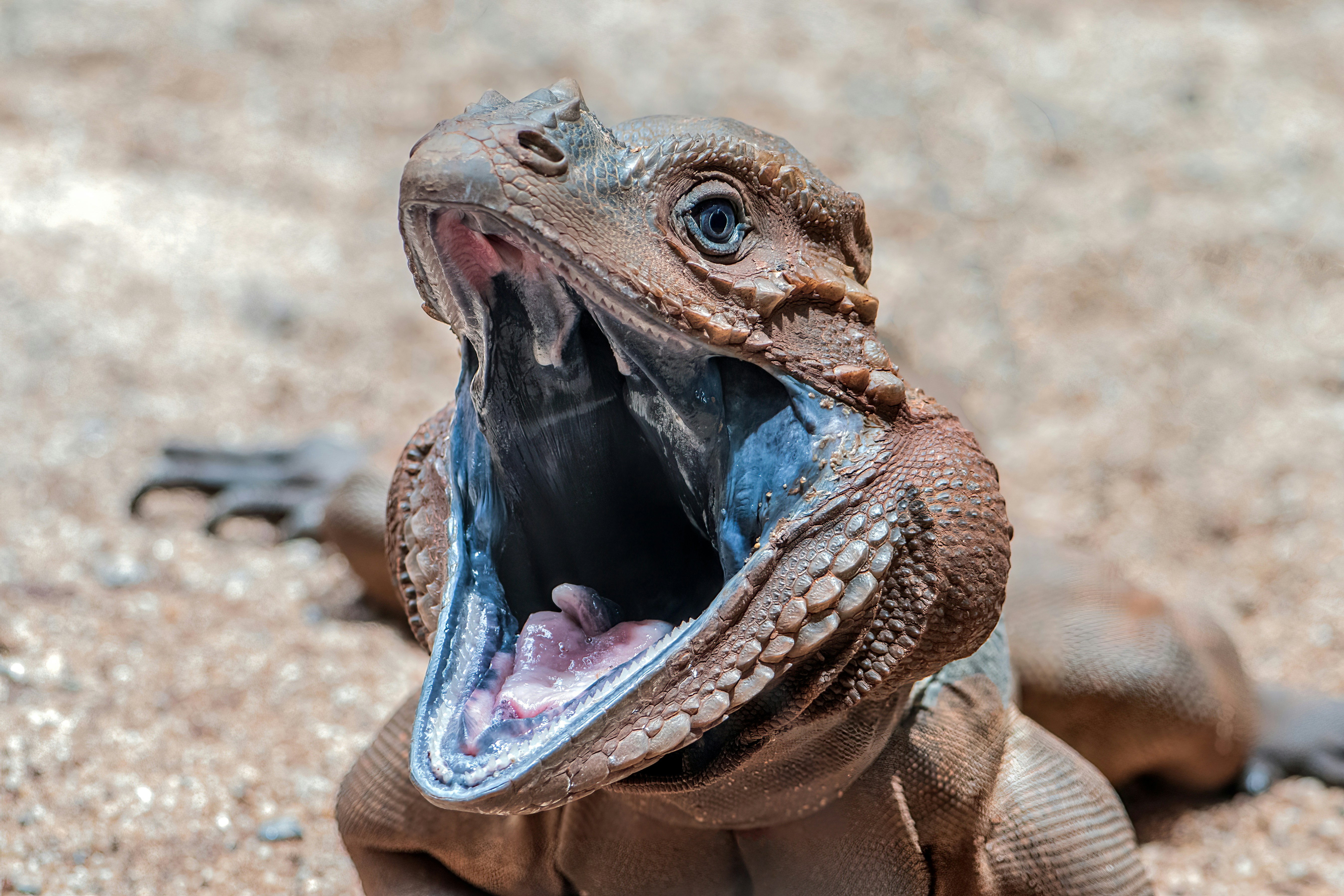 A close up of a lizard with its mouth open photo – Free Reptile Image ...
