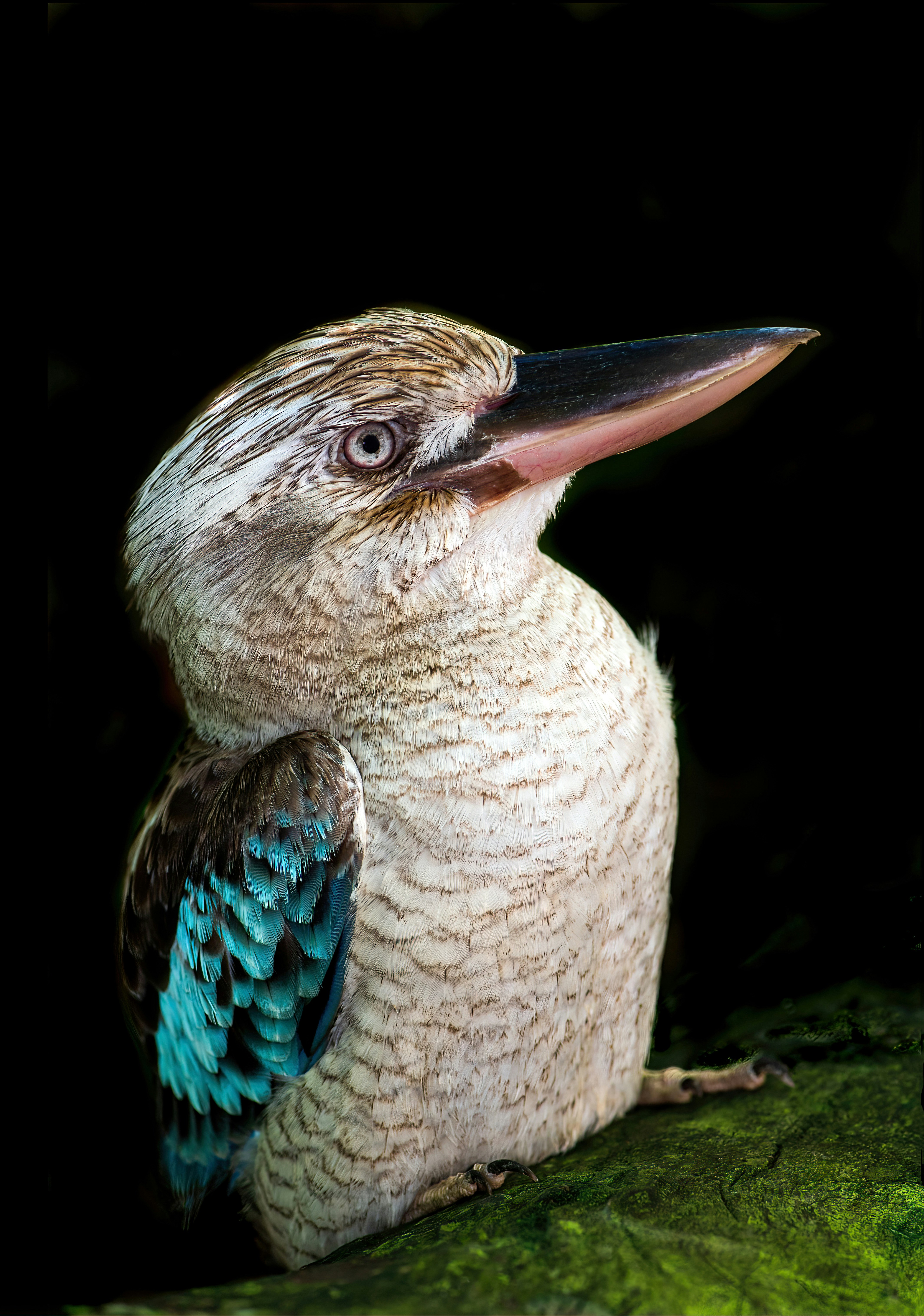 Kookaburra Pictures | Download Free Images on Unsplash