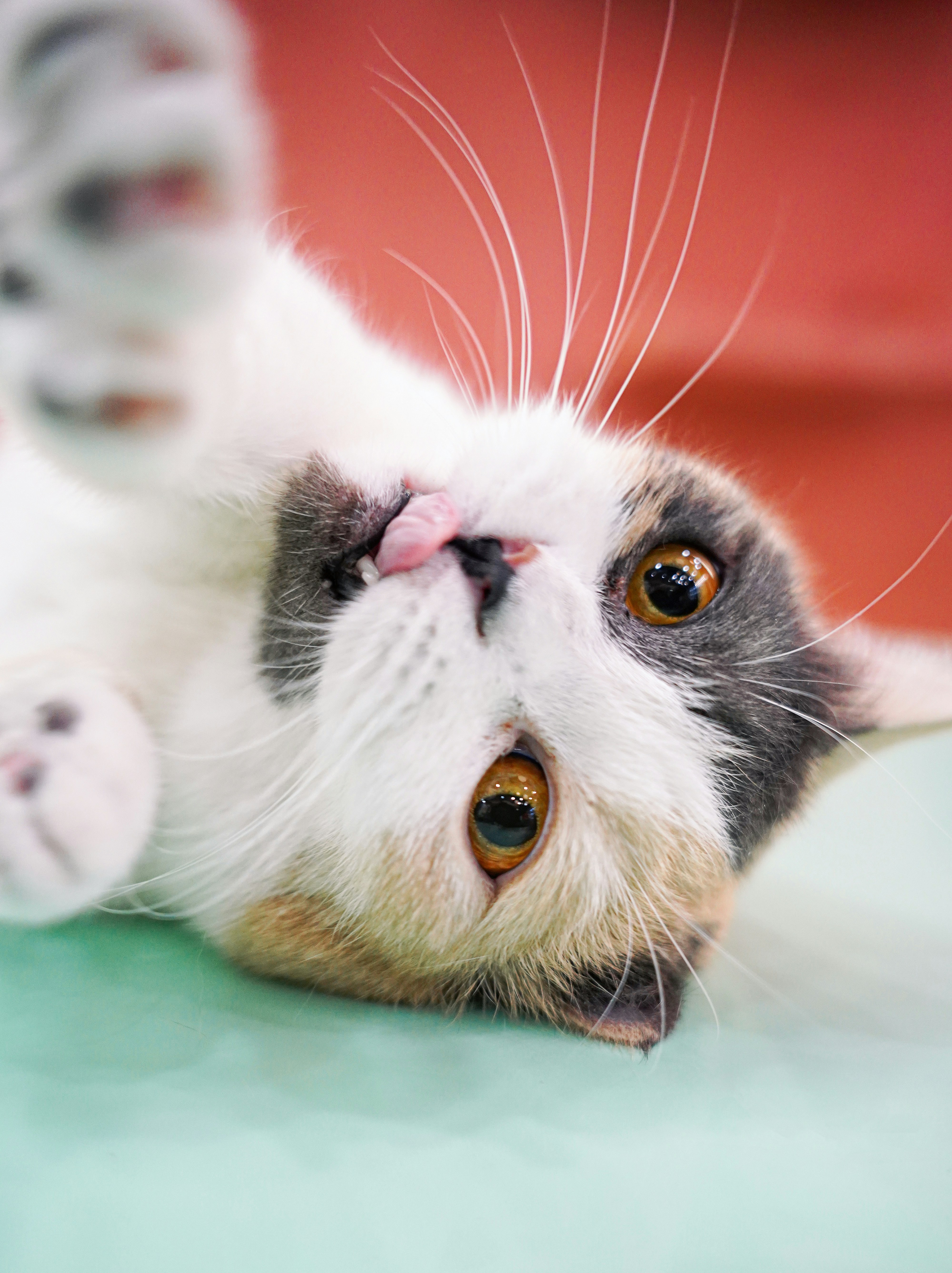 Un primer plano de un gato acostado sobre su espalda foto – Imagen de ...