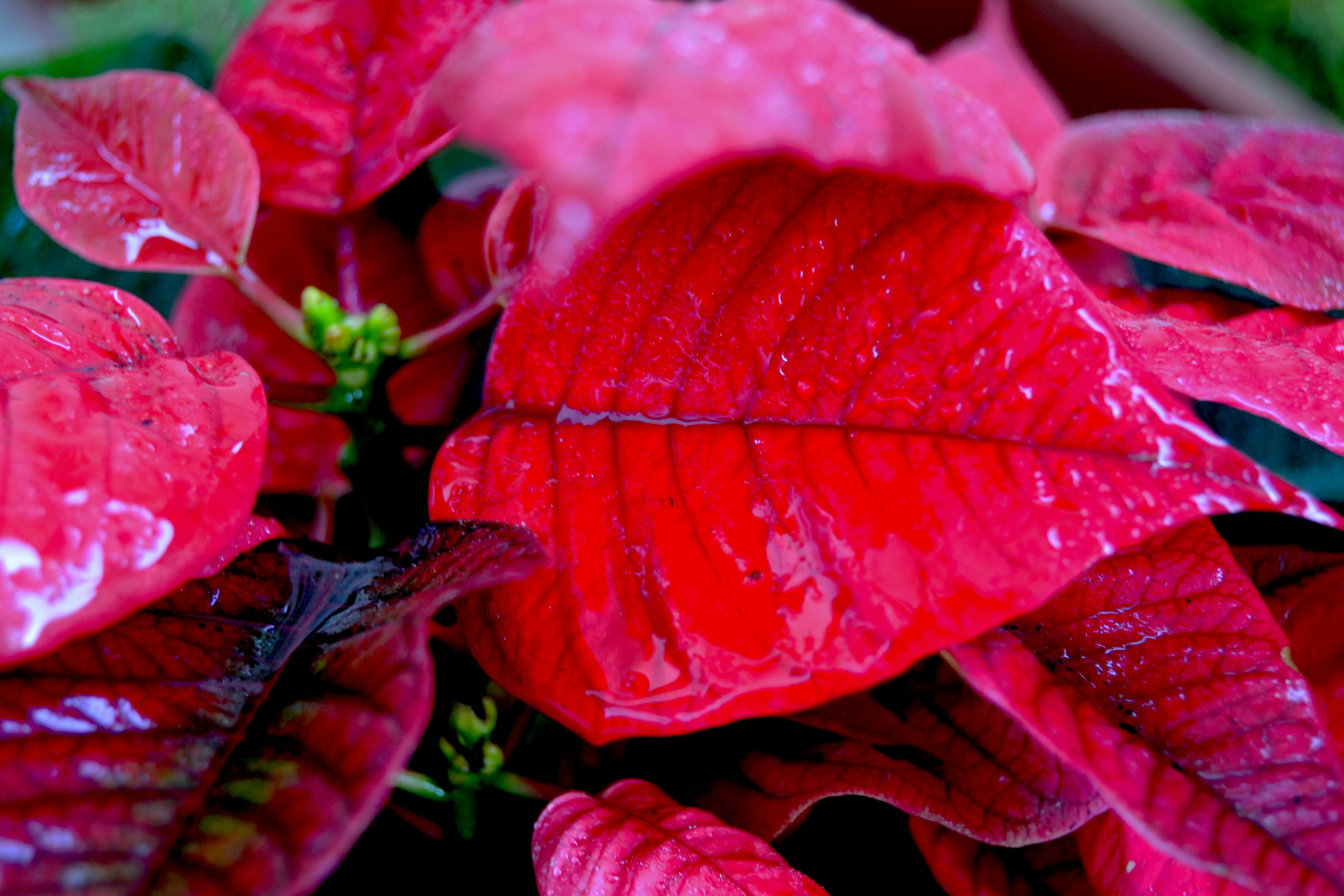 A close up of a red plant with water droplets on it photo – Free Red ...