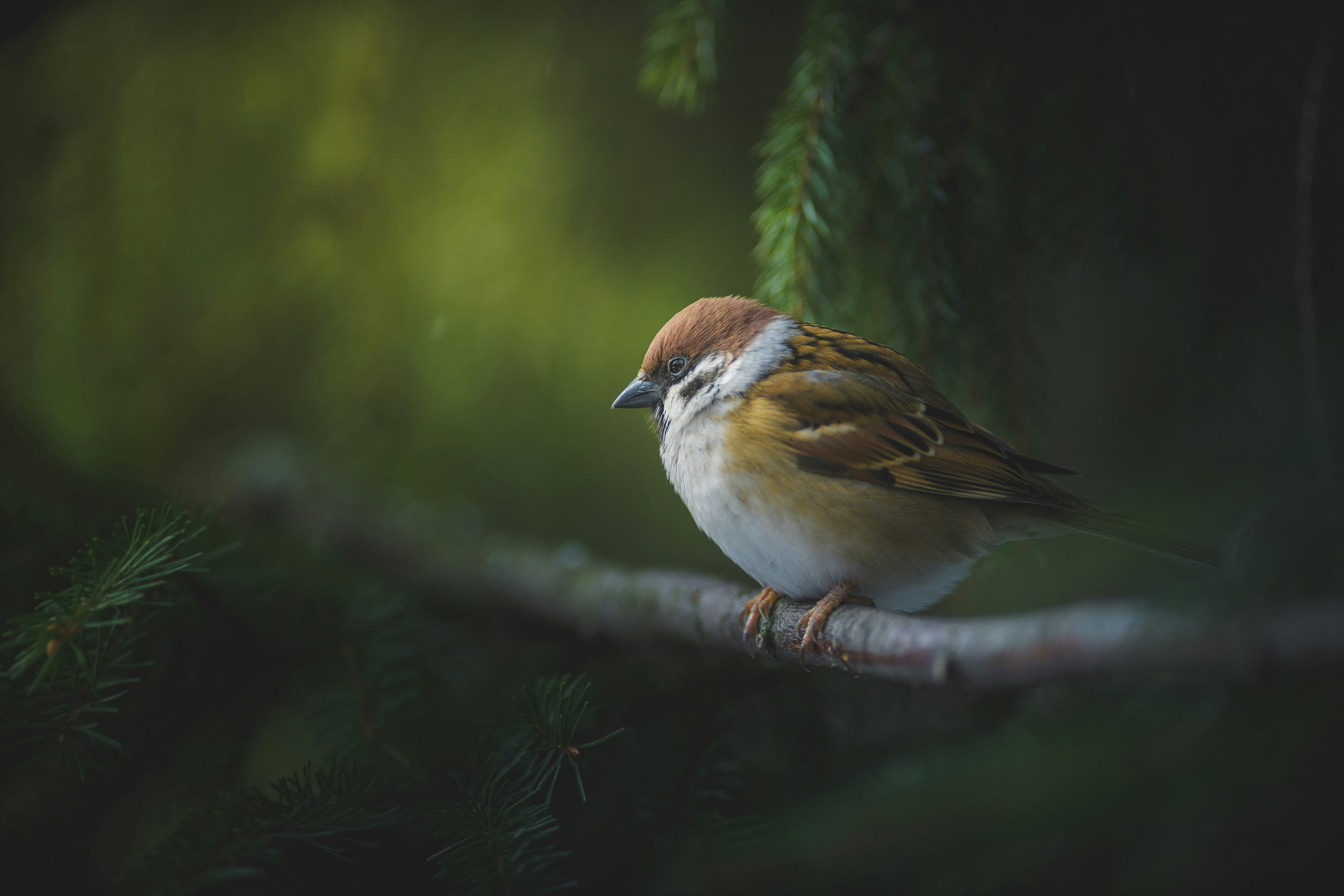 Perch of Quiet Color: A Tiny Sparrow on a Mossy Branch