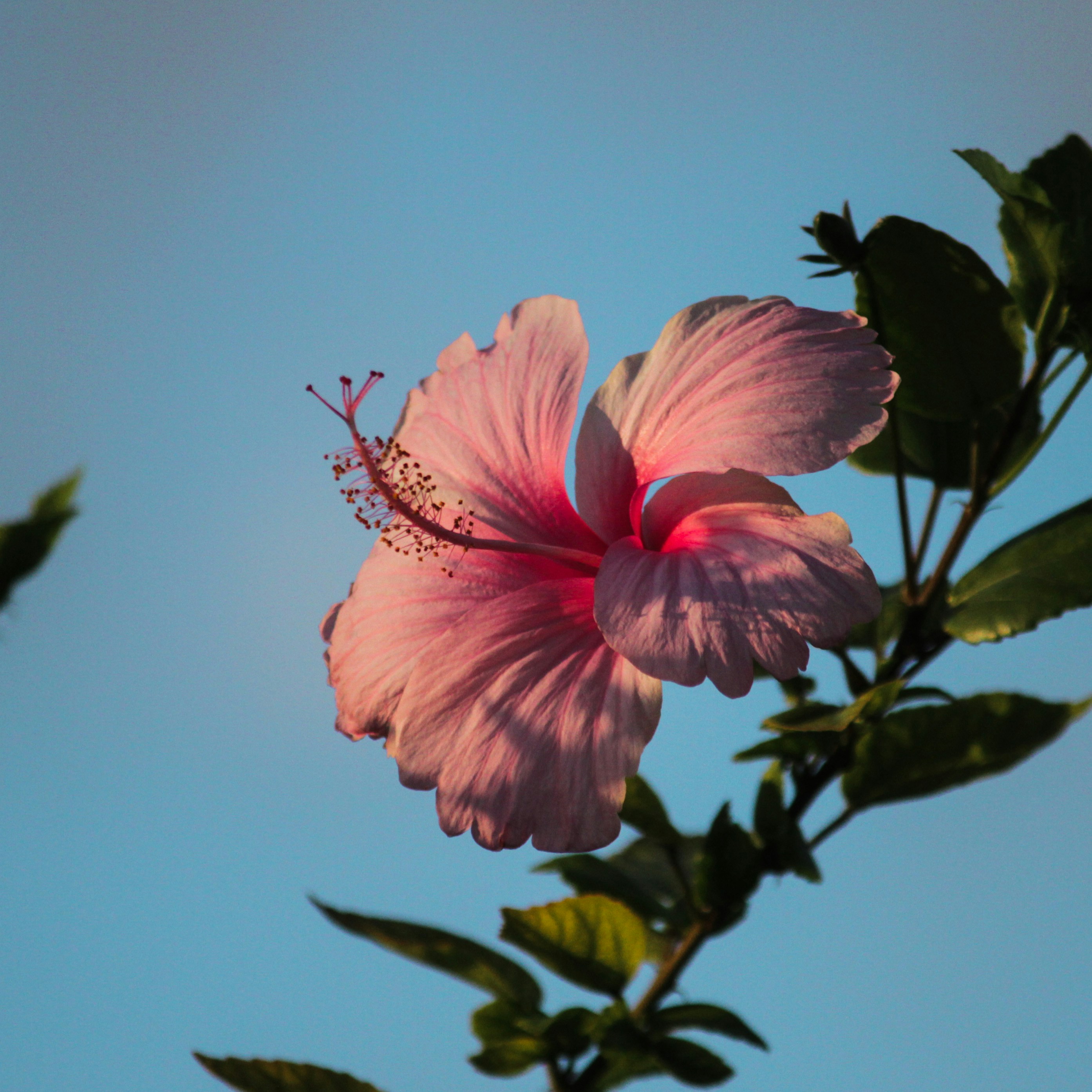 Delicate pink hibiscus flower illuminated by soft sunlight, surrounded by lush green leaves against a clear blue sky.