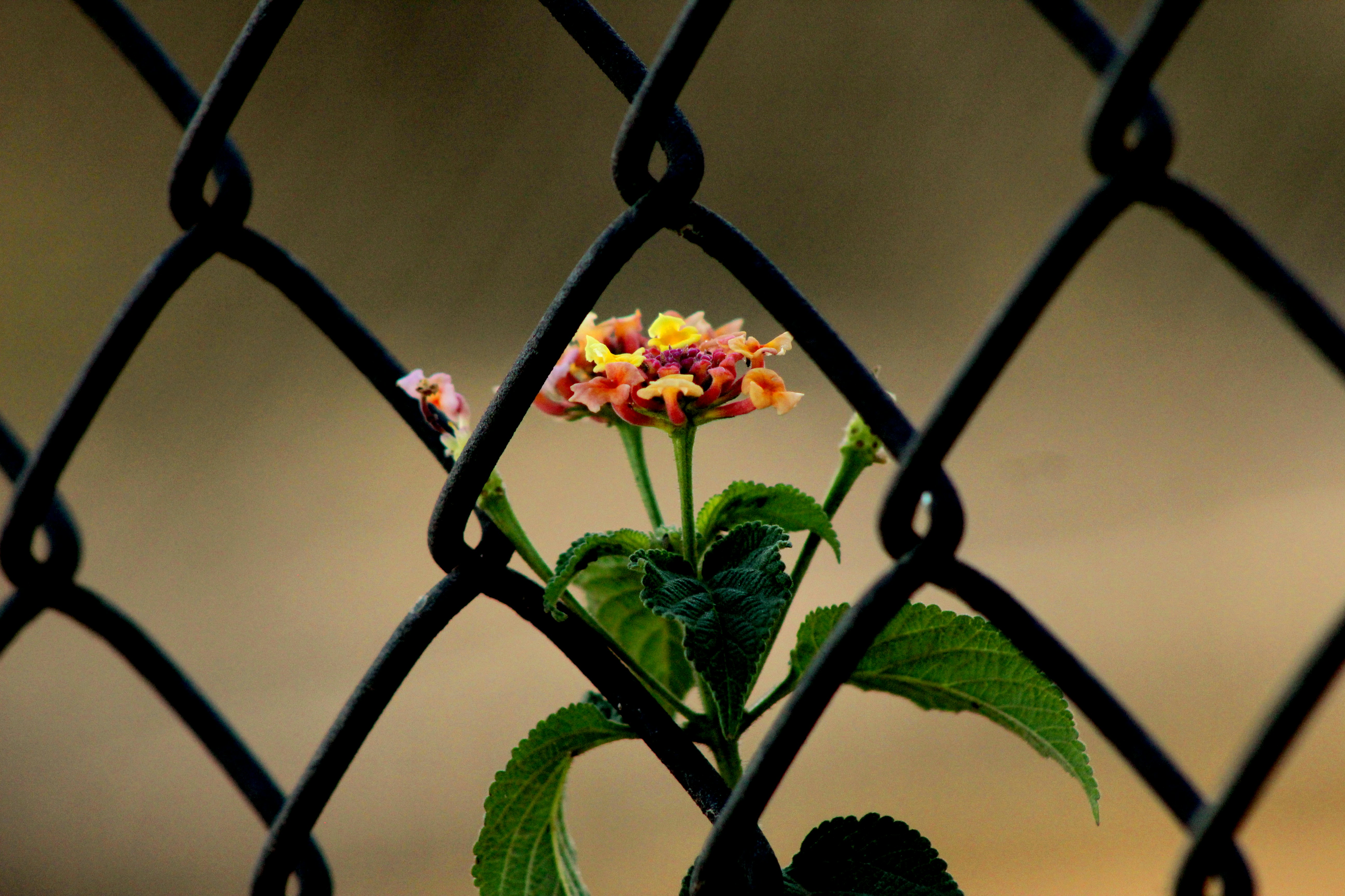 Blossom in the Grids: A Tiny Florist Peeks Through Metal Mesh