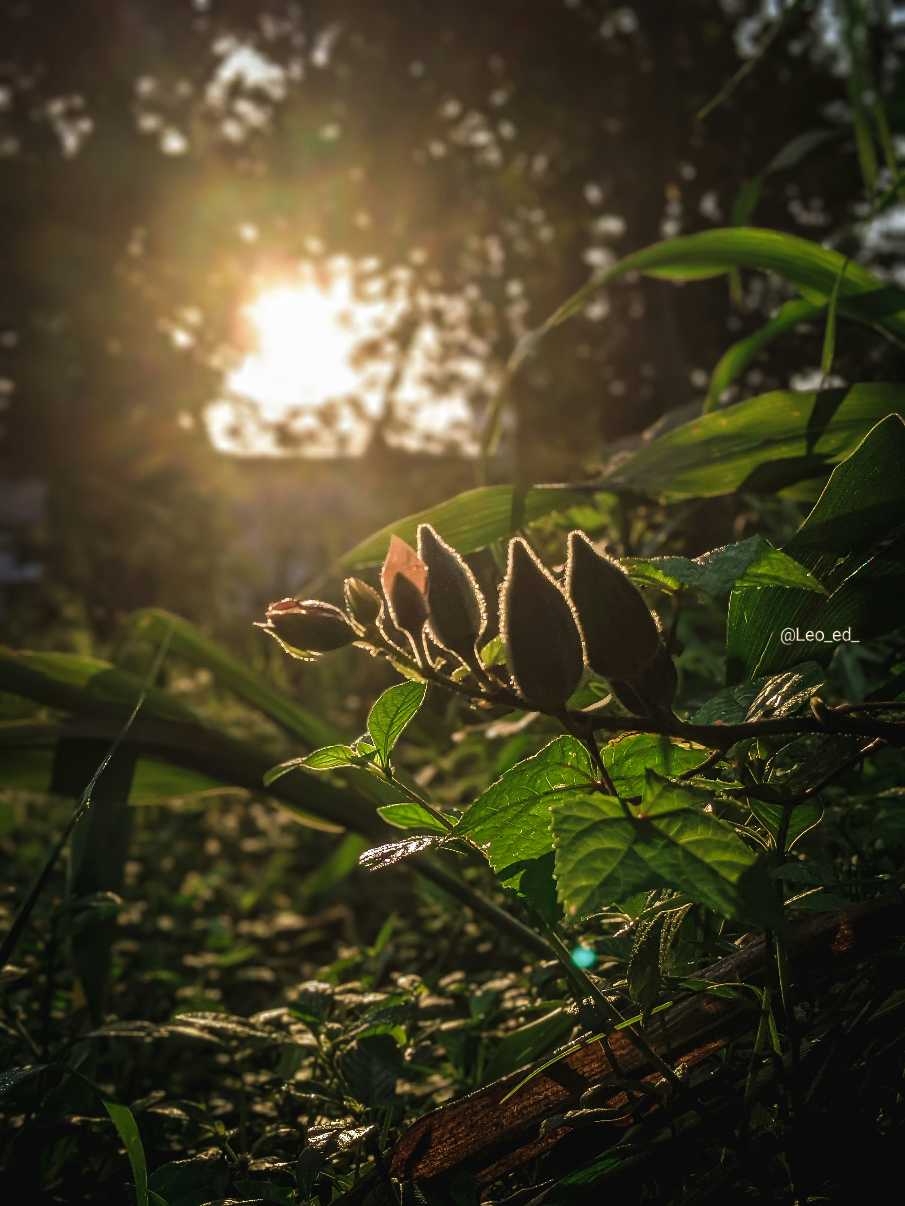 Backlit Buds: Dew-tipped Leaves against the Golden Hour