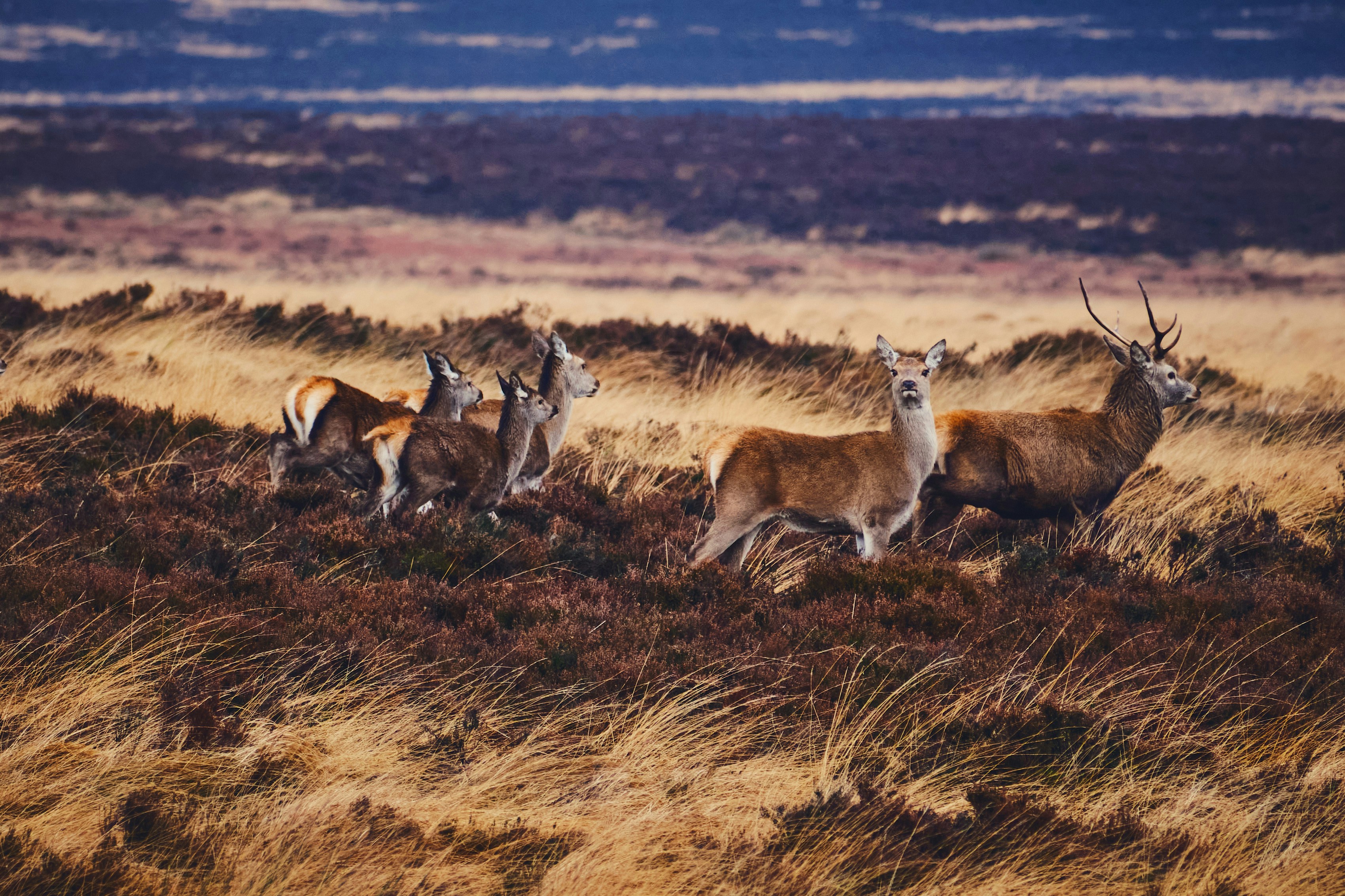 Dusk Watch: Red Deer Herd in Golden Moorland