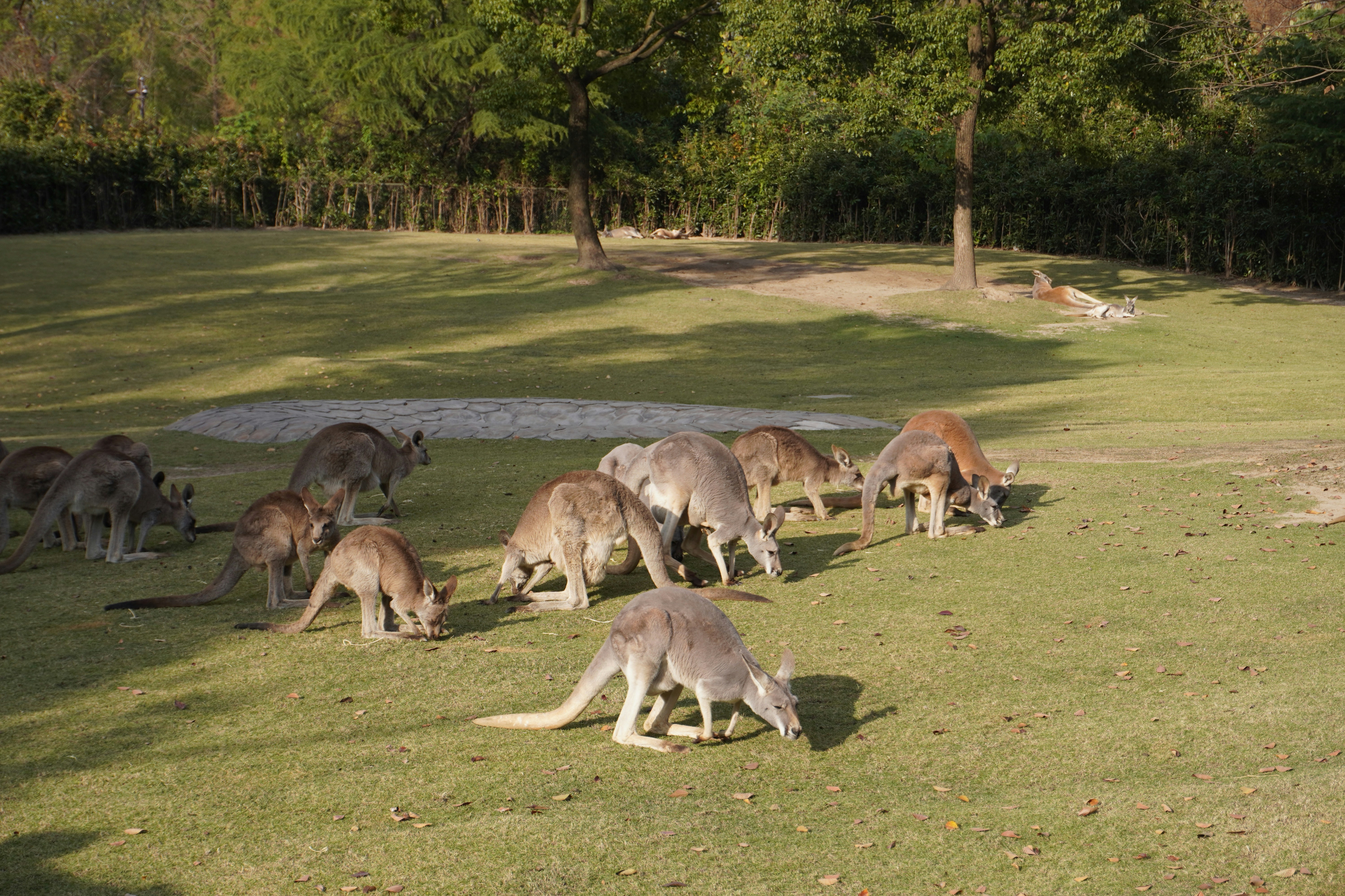 Kangaroos at Dappled Park: A Quiet Grazing Moment