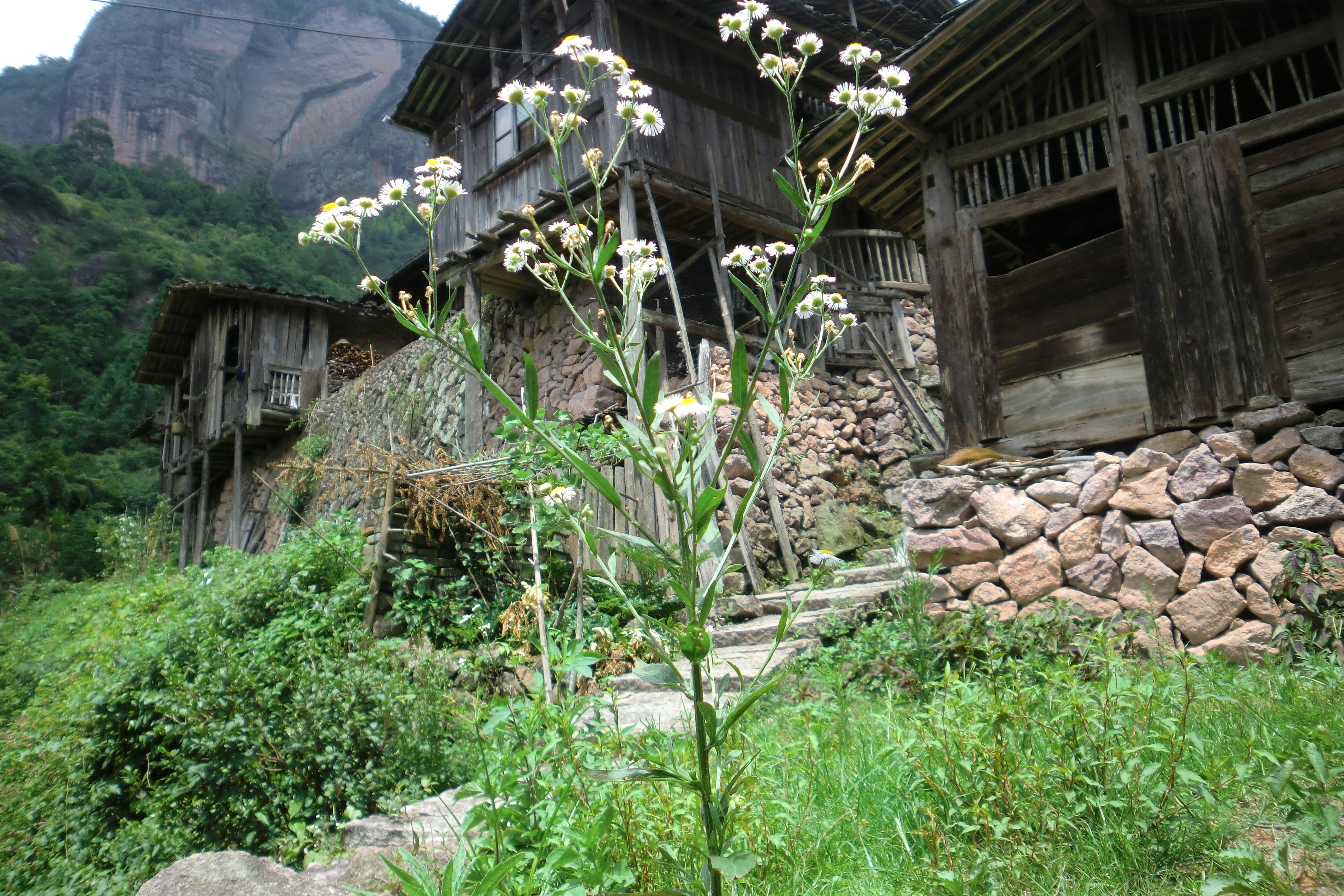 Tall wildflower standing in front of weathered wooden structures and stone walls, surrounded by lush greenery.