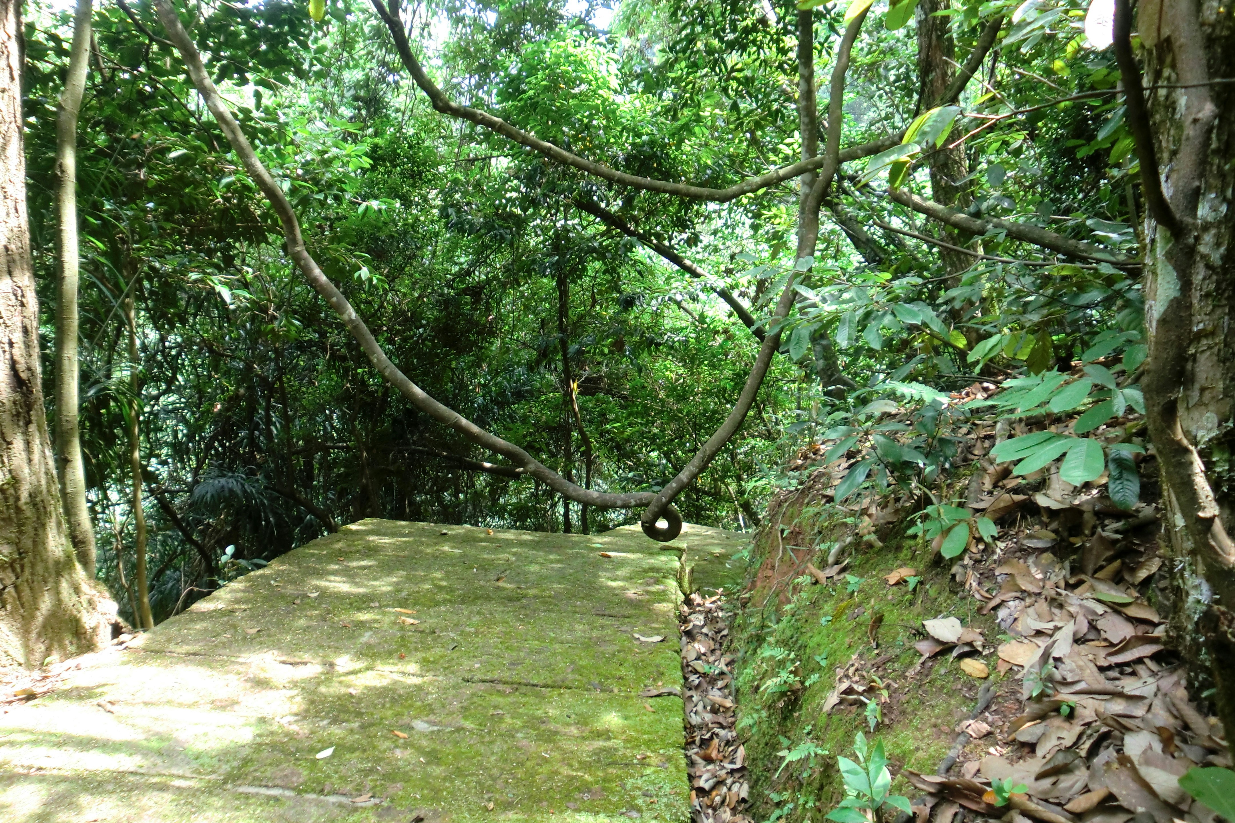 A moss-covered path winding through a dense forest, framed by lush greenery and intertwined branches. The scene evokes a sense of adventure and tranquility.