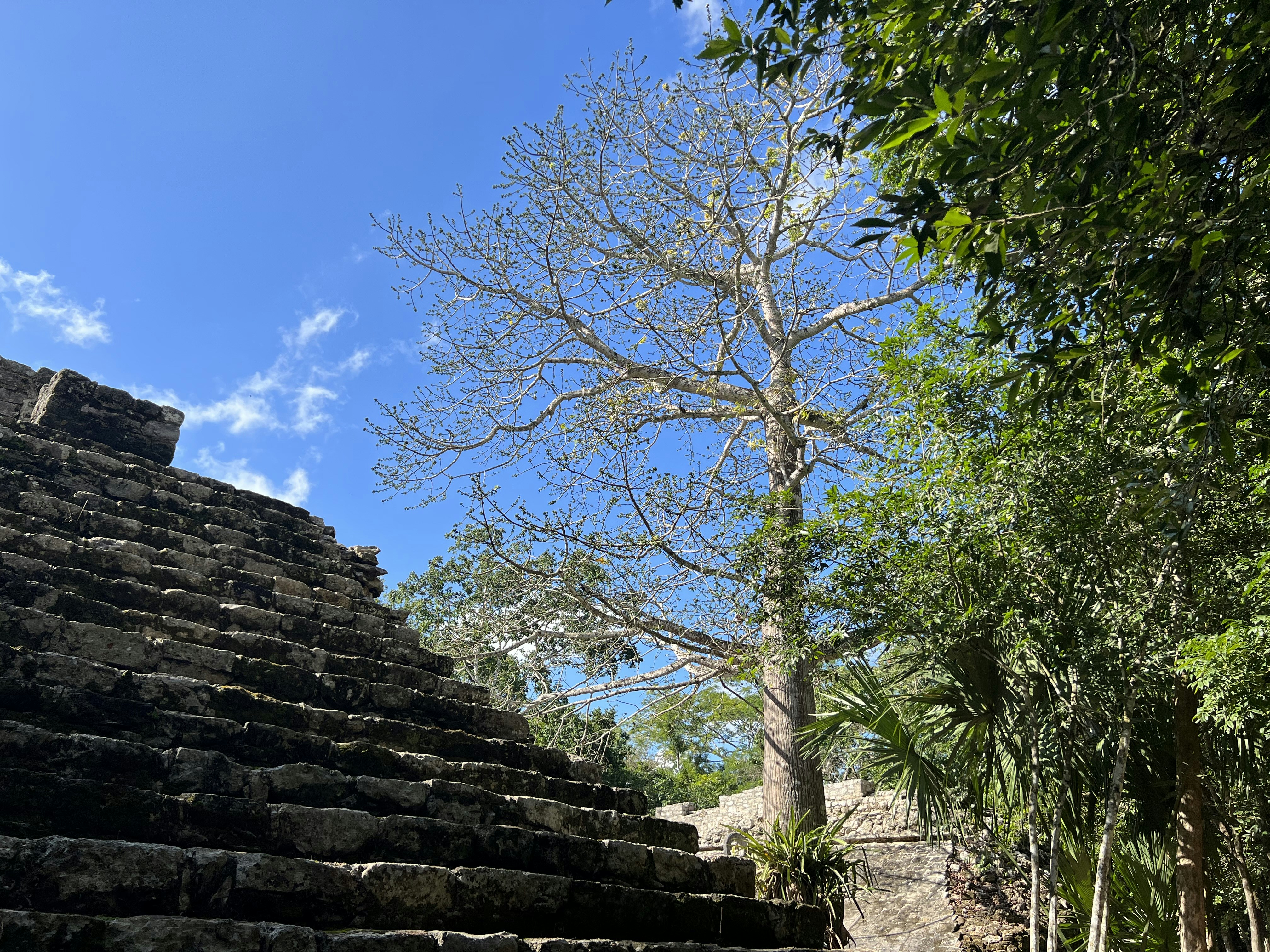 Stone Staircase Reaching for the Sky beneath a Leafless Tree