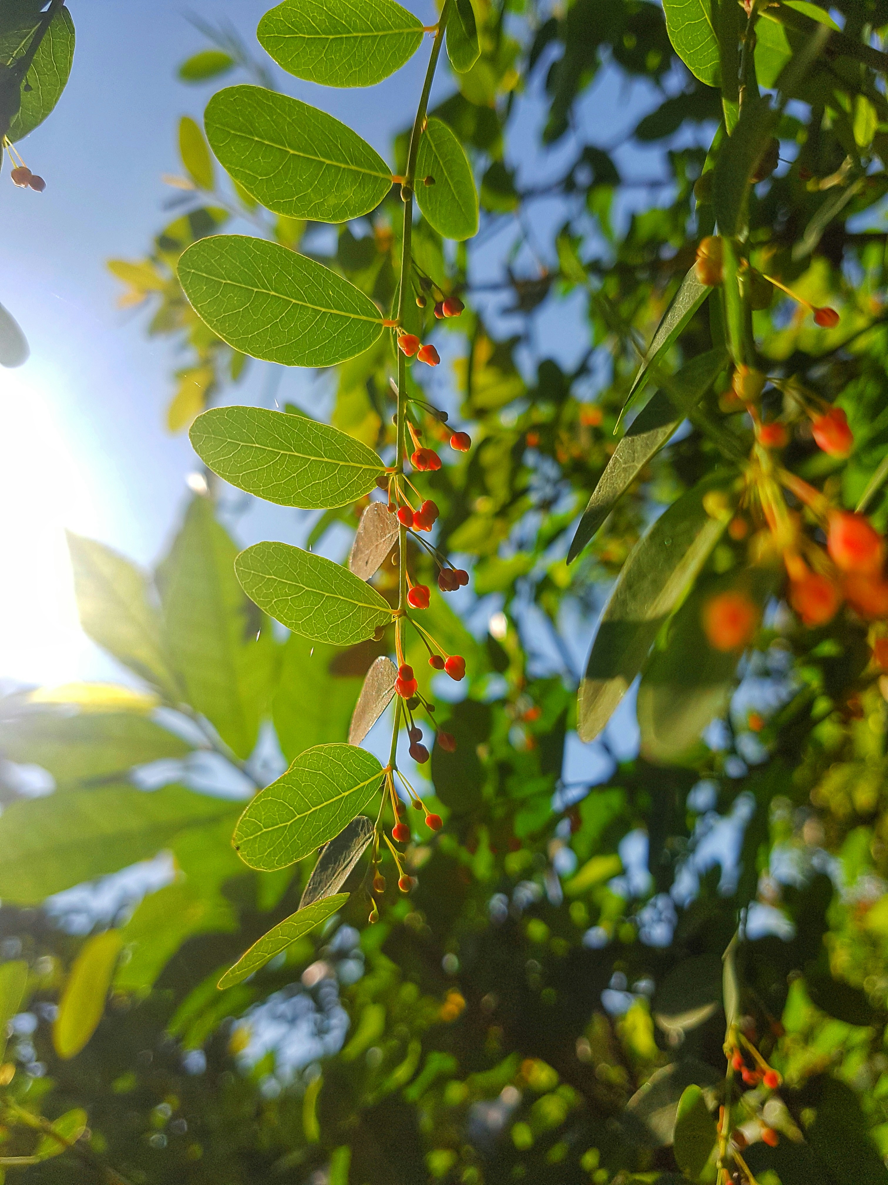 A close up of leaves and berries on a tree photo – Free Sun rise Image ...