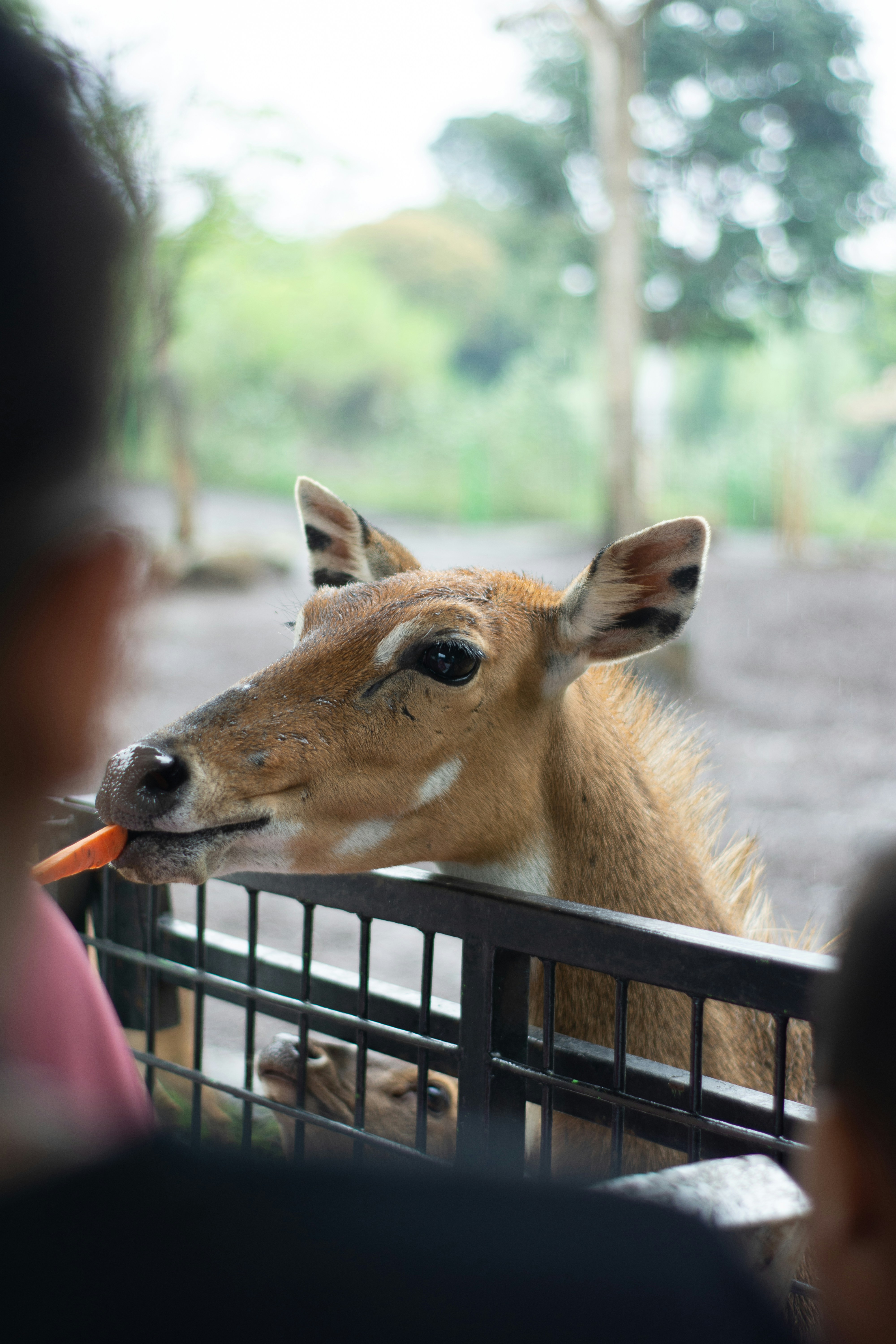A gazelle reaching for a carrot while being fed by visitors at a zoo. The scene captures the gentle interaction between animals and humans.