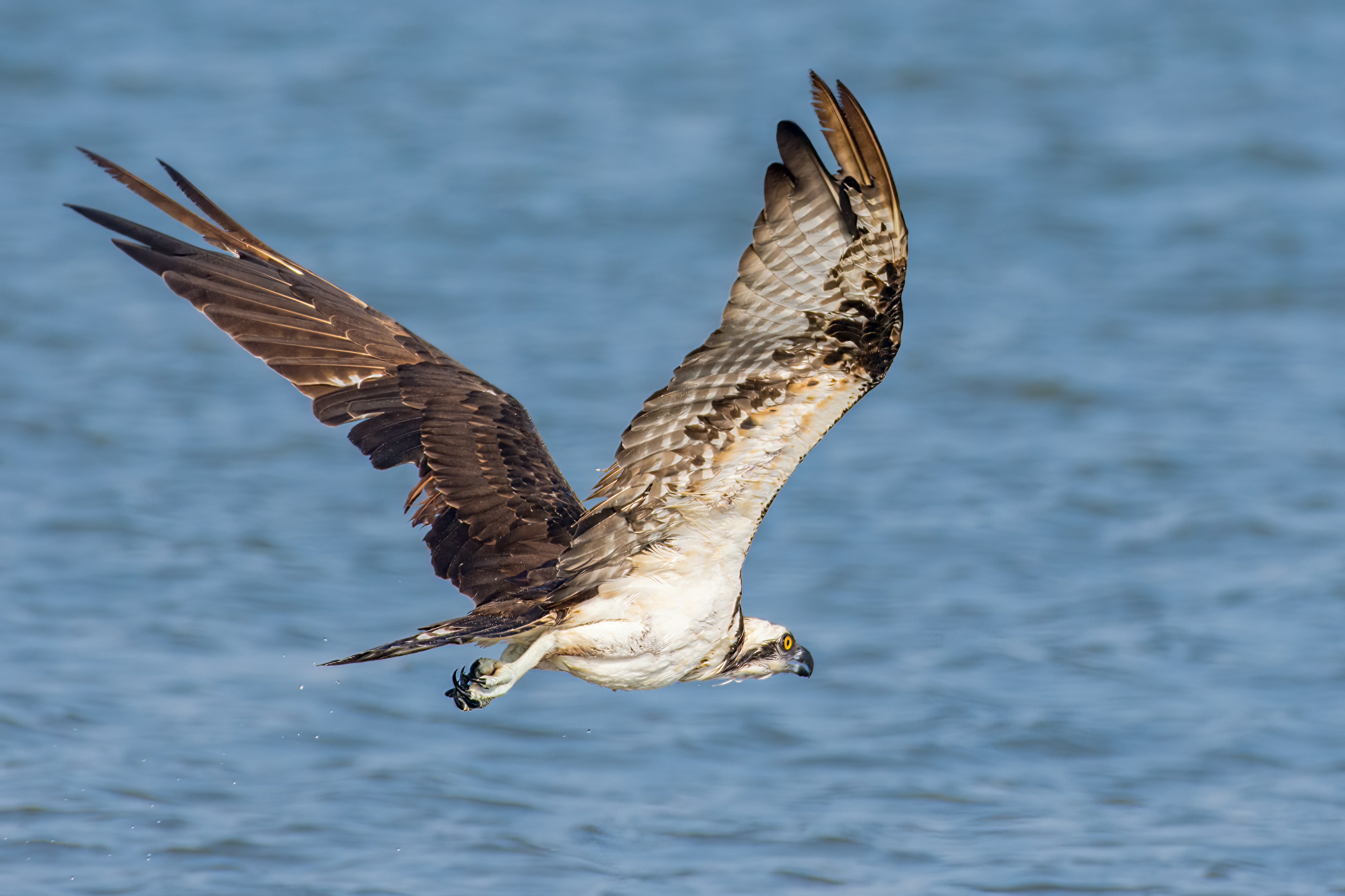 Un gran pájaro volando sobre un cuerpo de agua foto – Imagen de Pájaro ...