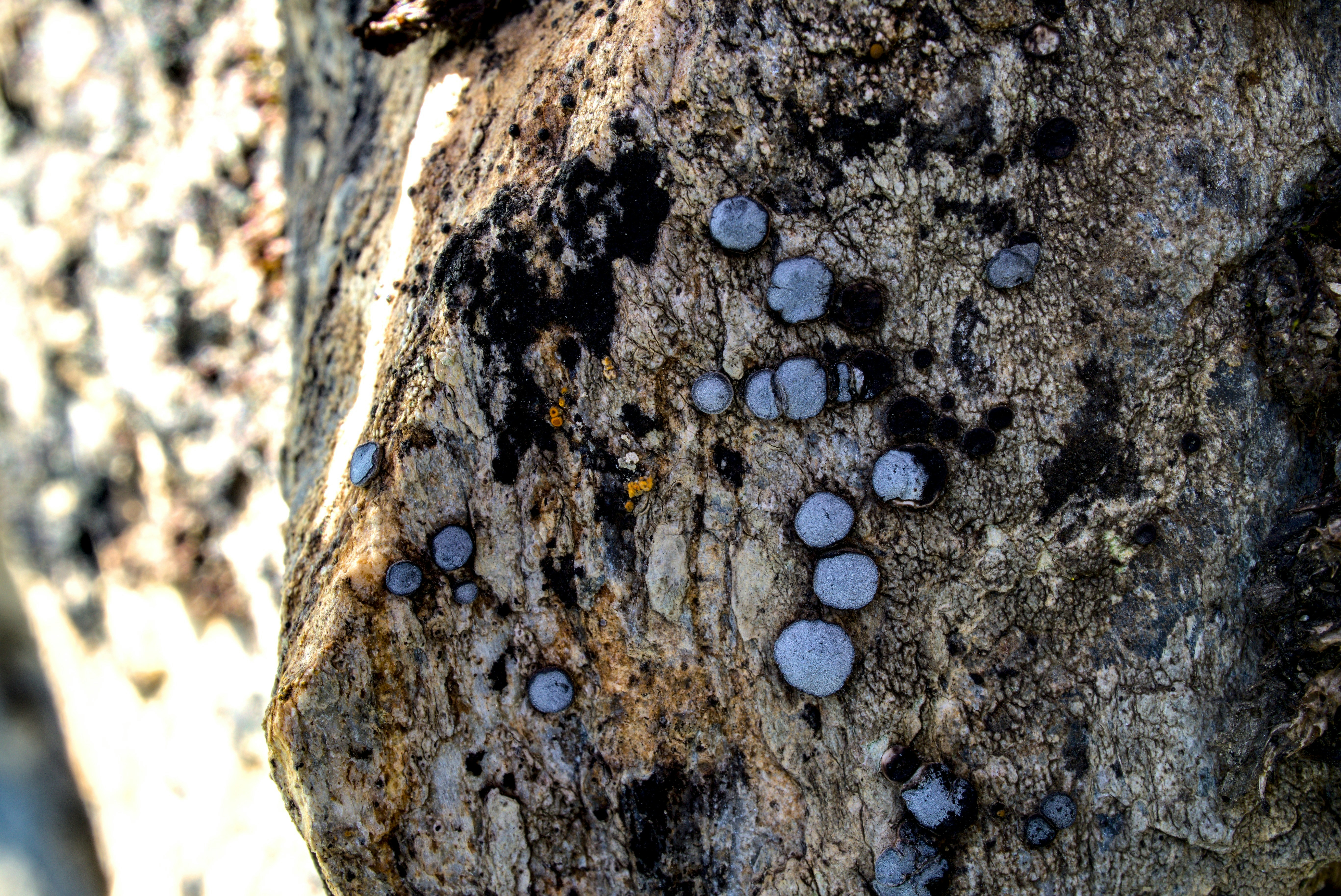 Blue Lichen Clusters on Weathered Bark: A Micro-Texture Portrait