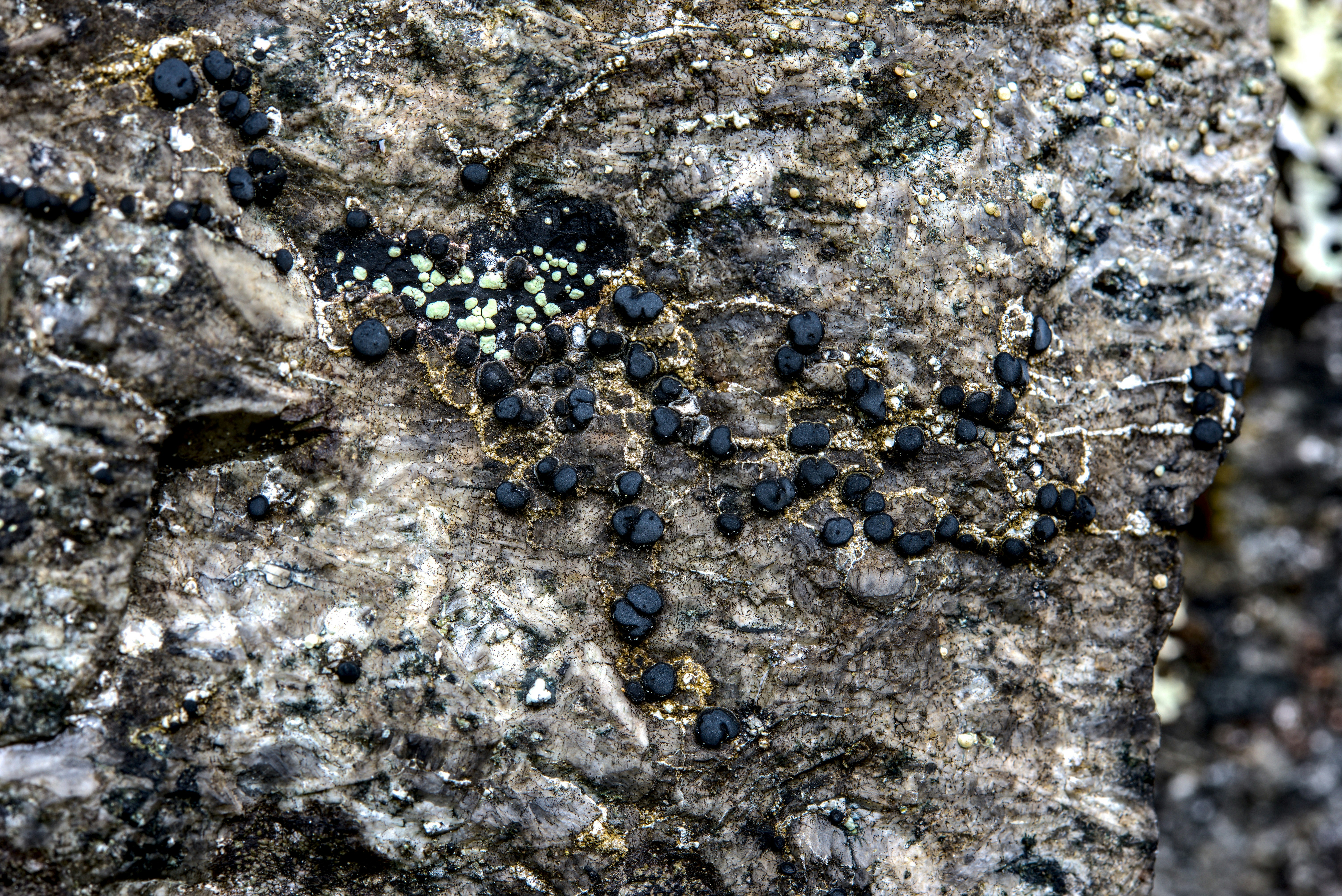 A close up of a rock with small black rocks on it photo – Free Murmansk ...