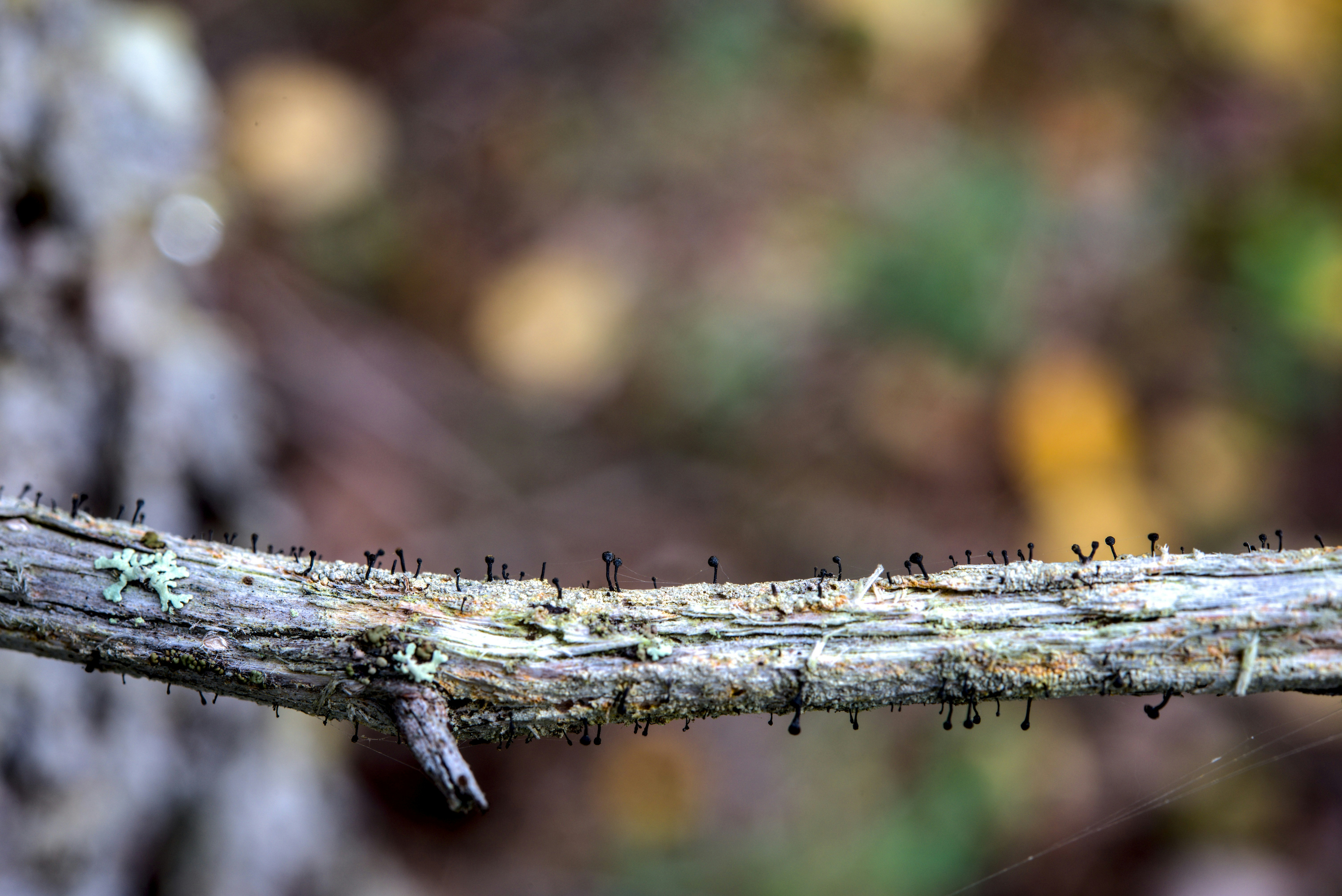 Un gros plan d’une branche avec de nombreux petits bugs dessus photo ...