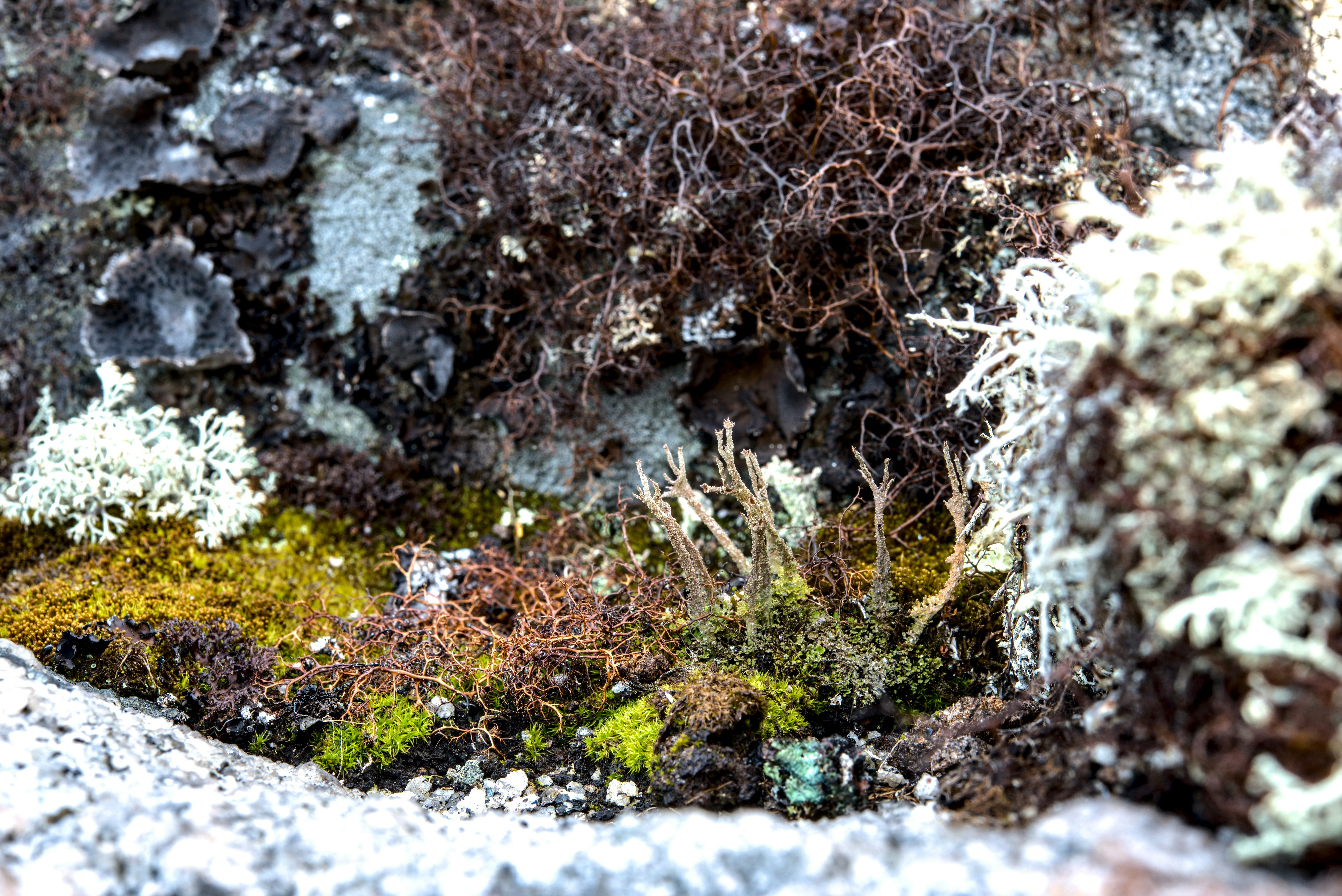 Vibrant moss and lichen intertwine on a rocky surface, showcasing a diverse ecosystem in miniature. The intricate textures and colors create a rich visual narrative.