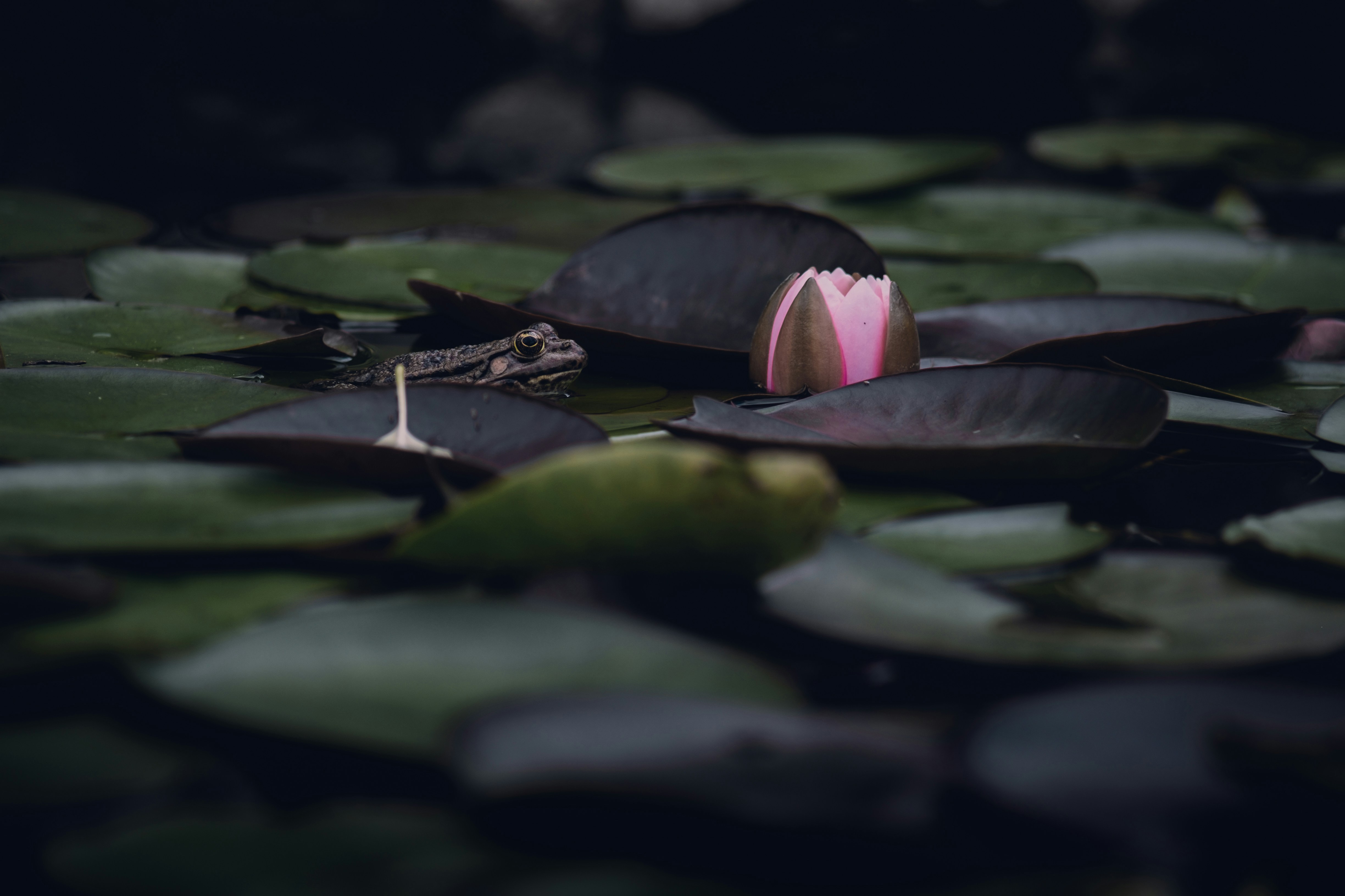 A frog rests among lily pads, with a pink lotus flower emerging in the background. The serene setting captures the essence of nature's tranquility.