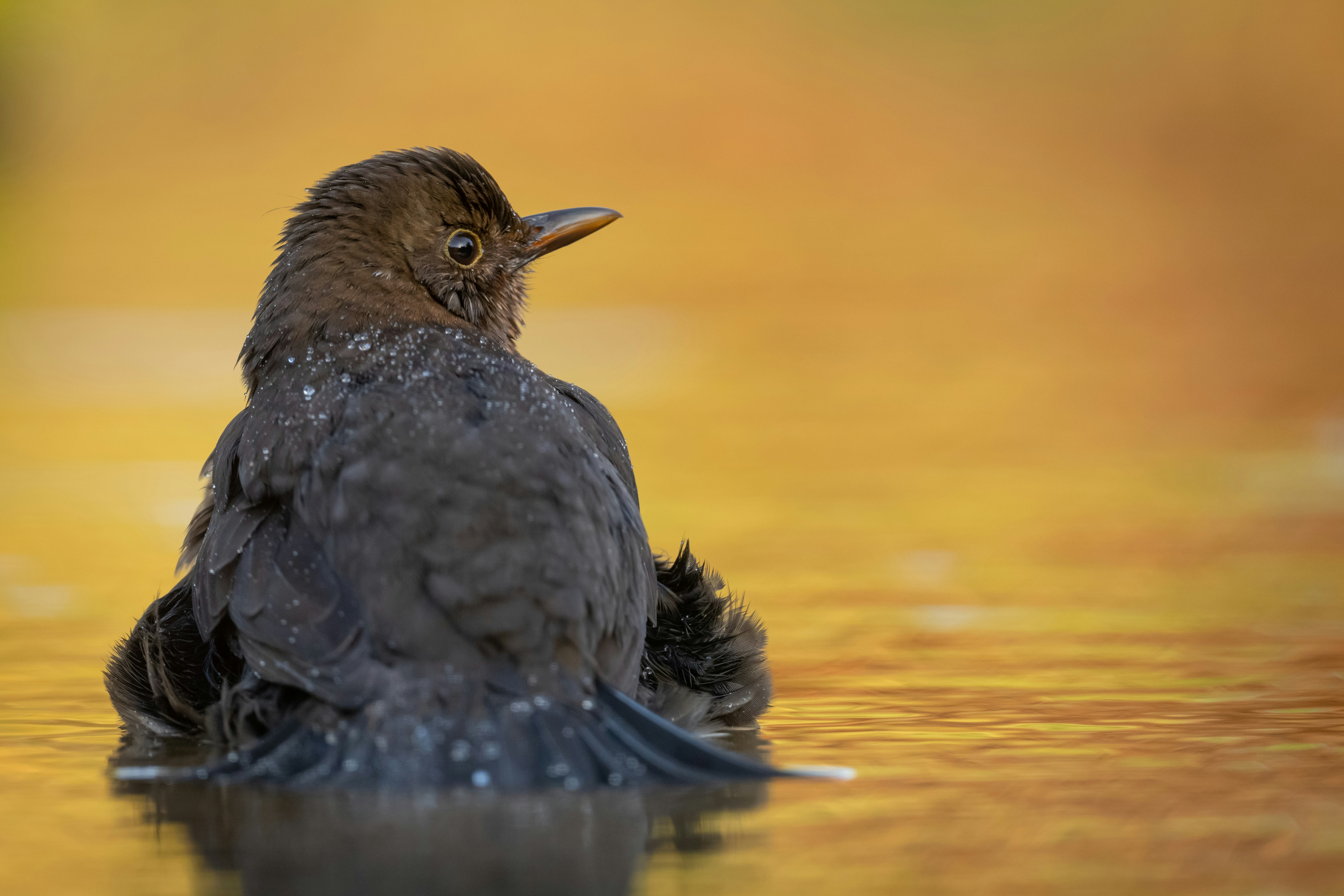 Backlit Waterfowl: A closer look at a small passerine in autumnal glare