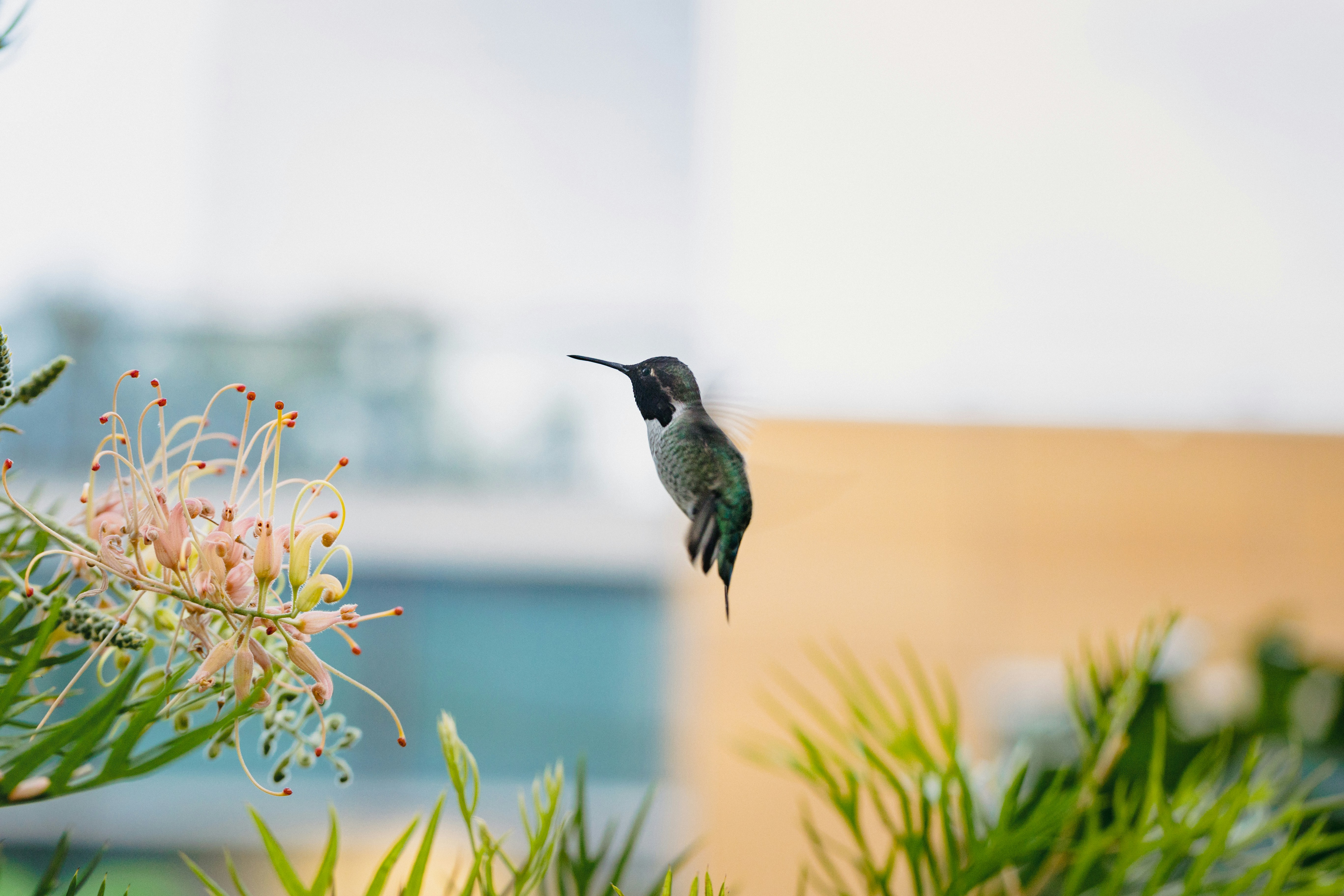 a hummingbird flying in the air near a flower