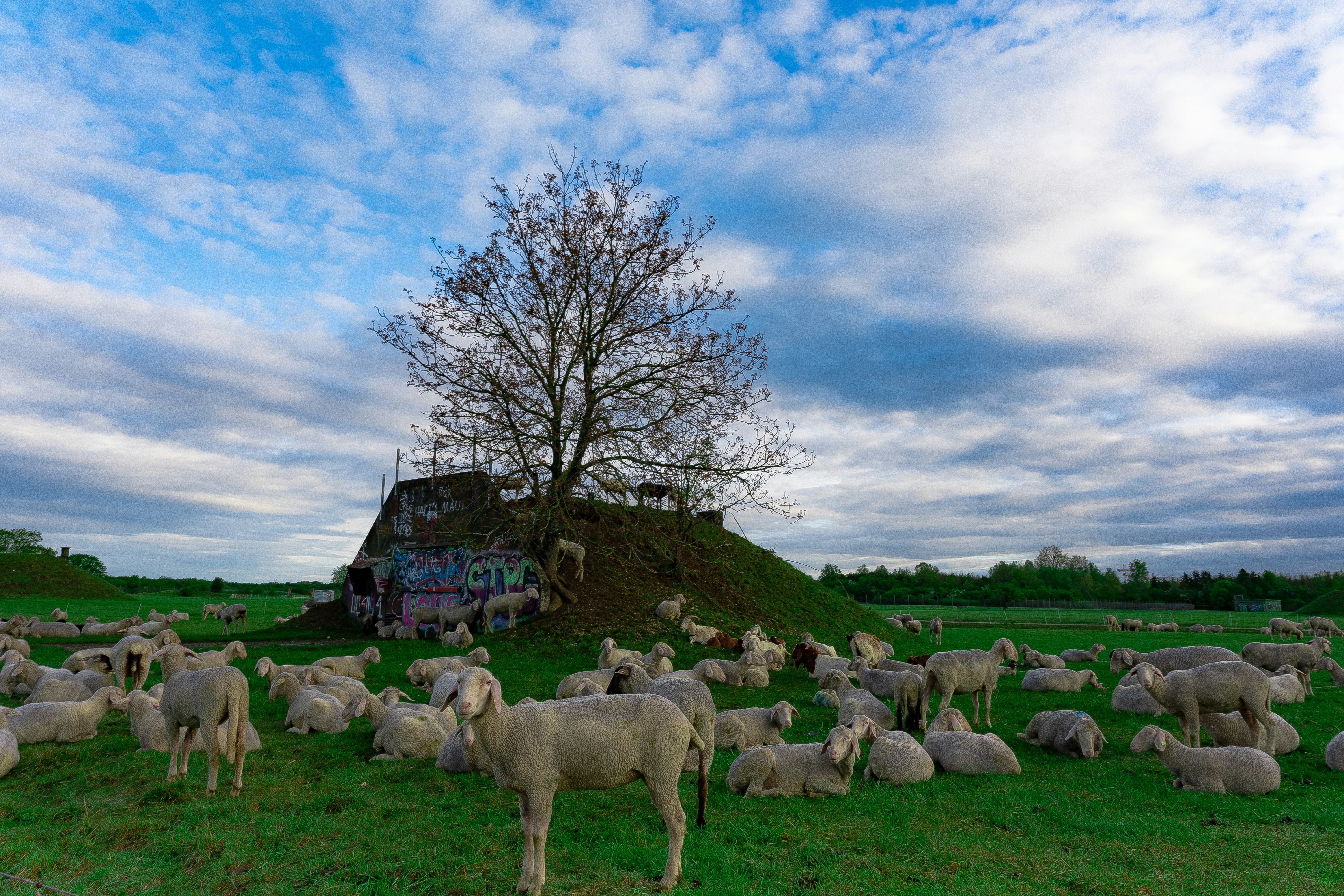 Sheep rest on a vibrant green field beneath a cloudy sky, with a solitary tree standing nearby.