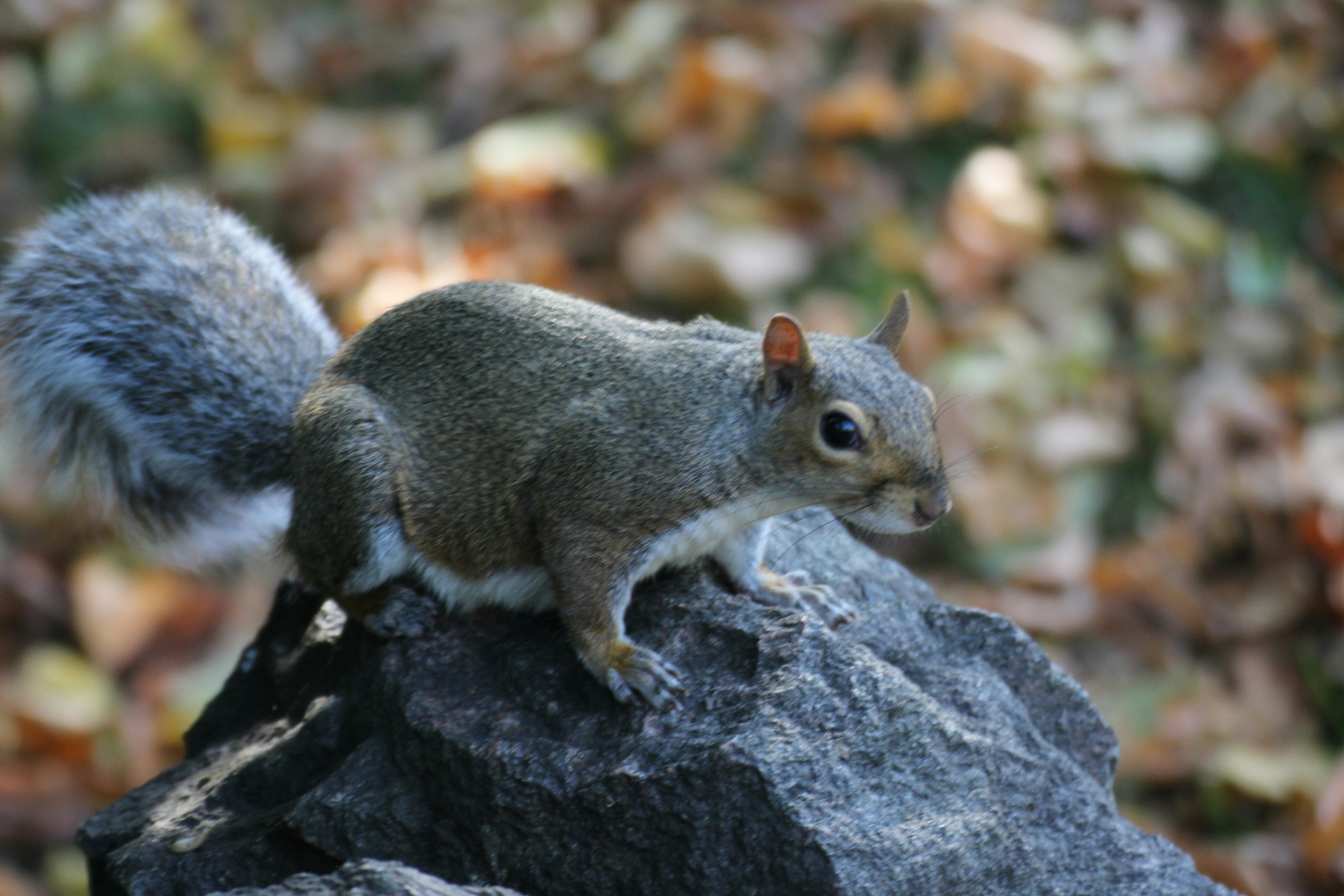 Squirrel perched on a rock amidst a carpet of autumn leaves, showcasing its keen gaze and alert posture.