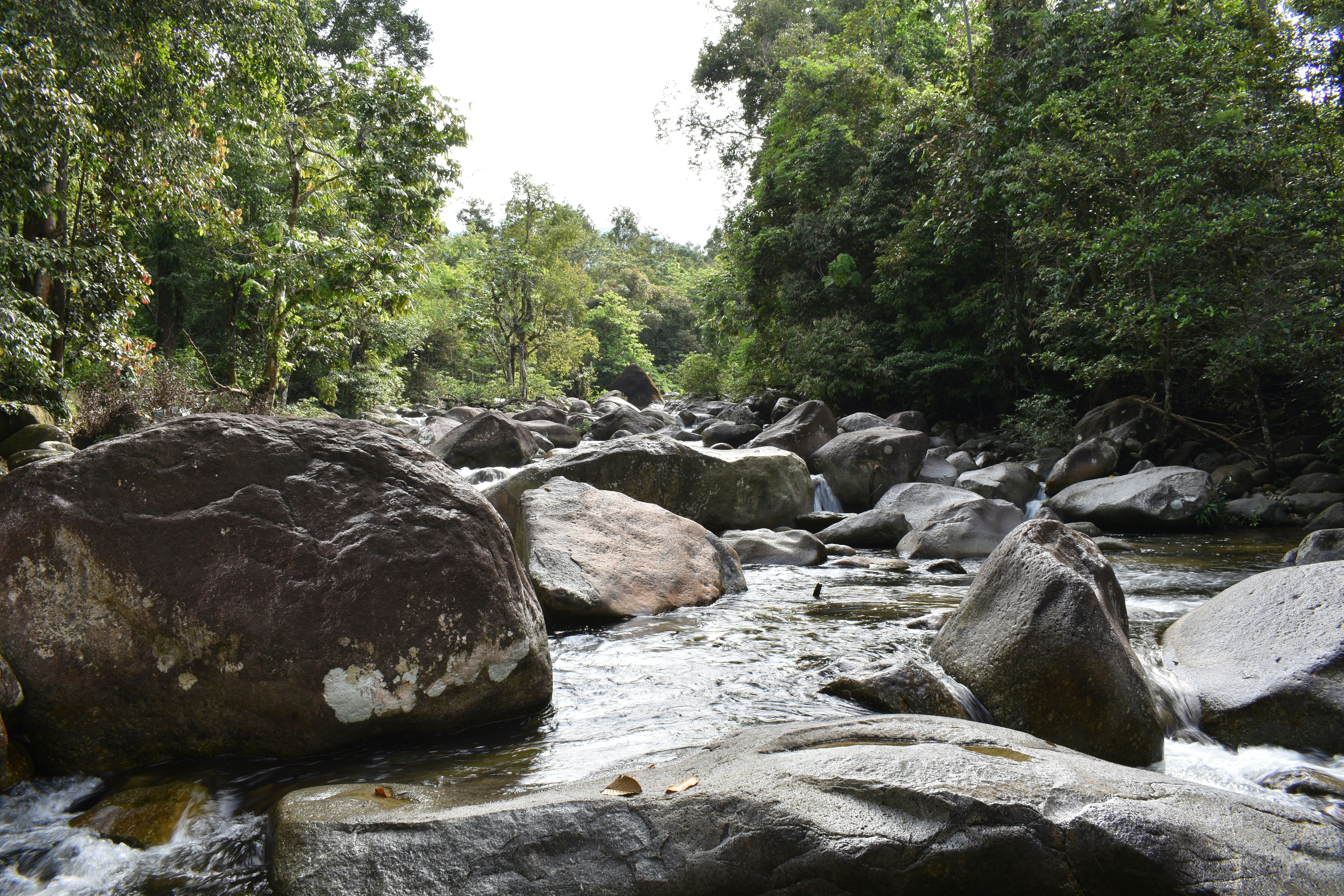 Clear river flowing over large boulders surrounded by lush greenery, showcasing the harmony of nature. The scene invites tranquility and reflection.