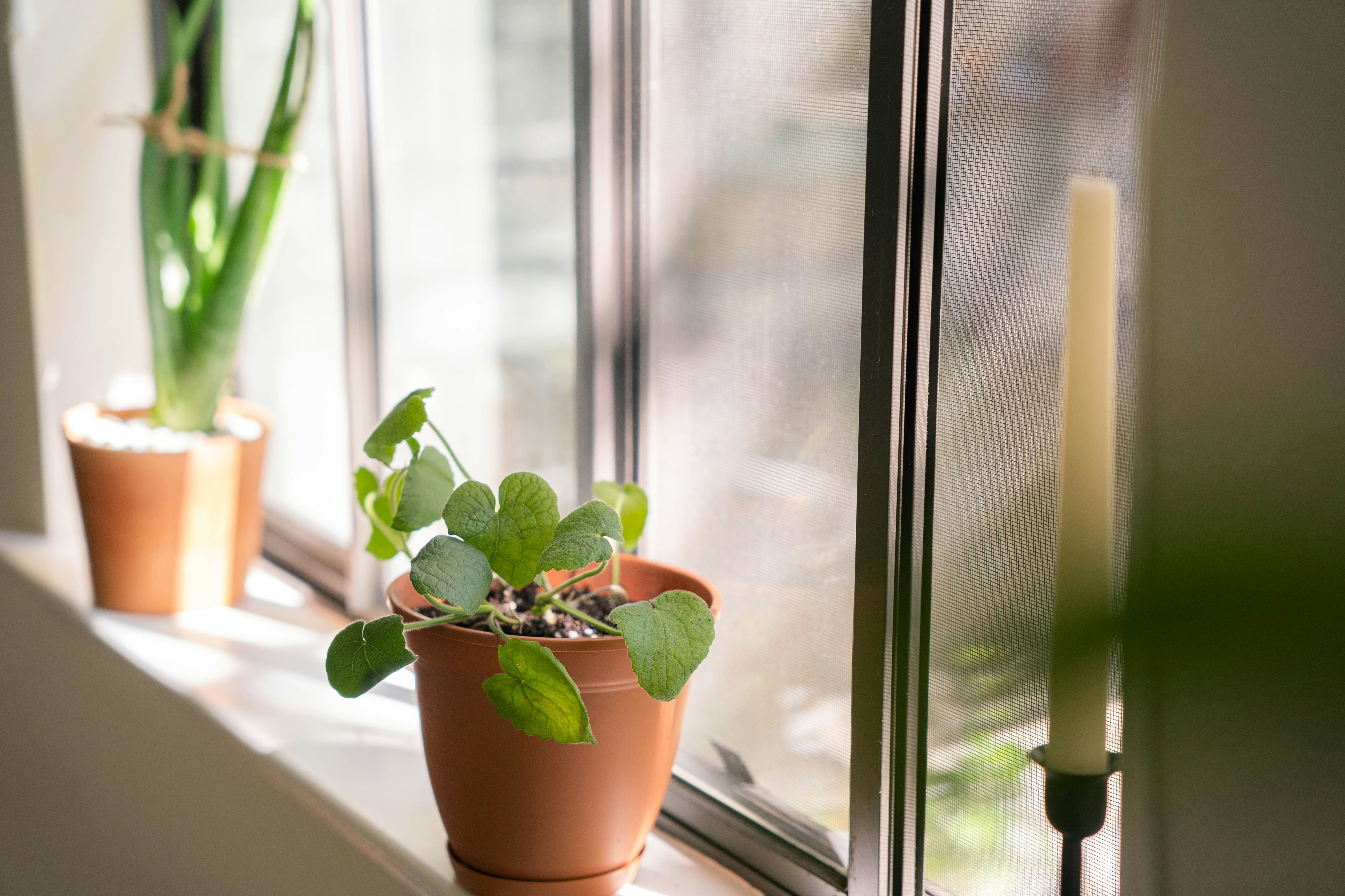 Potted plant with heart-shaped leaves basking in sunlight on a windowsill, accompanied by a candle and another plant in the background.