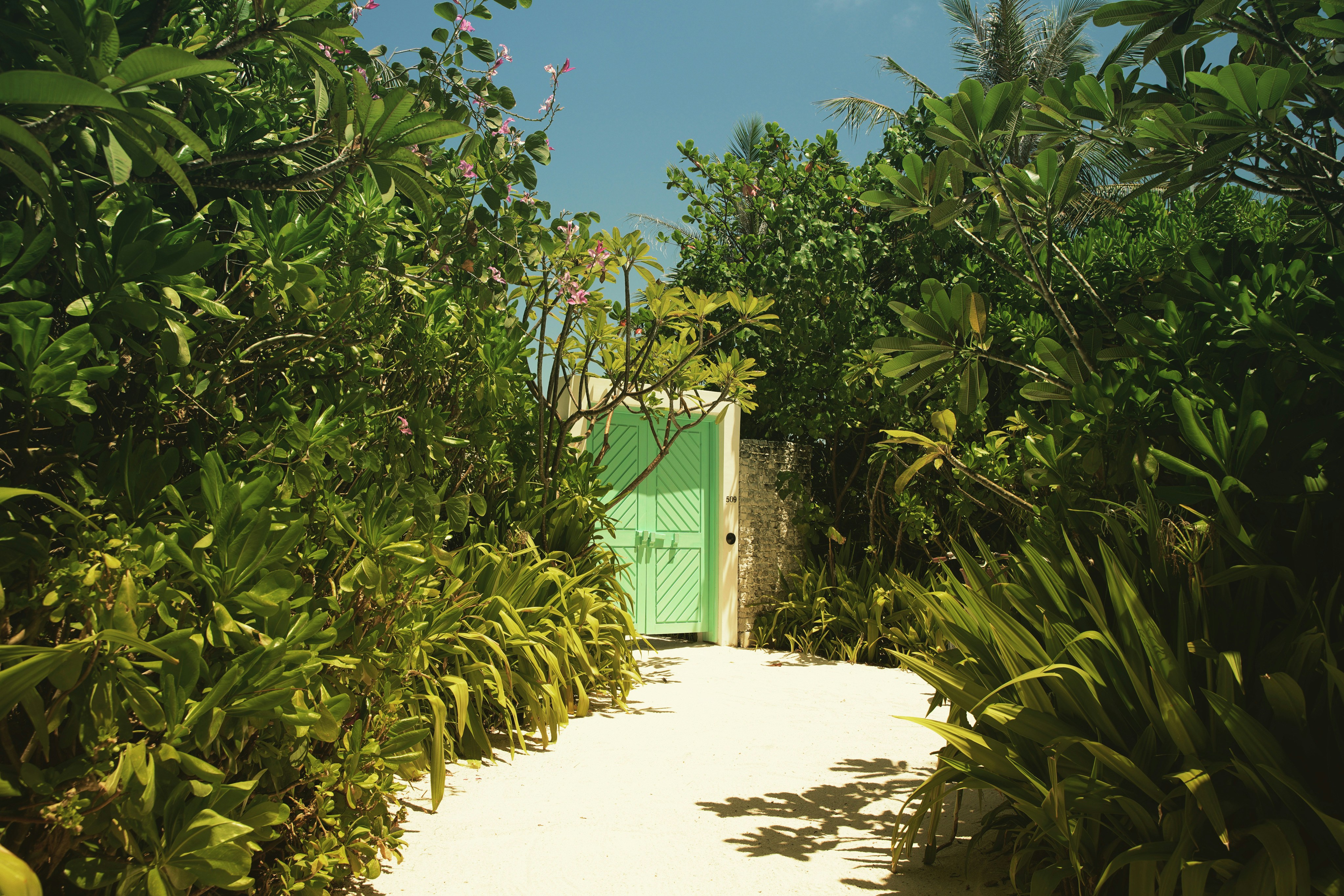 Pathway bordered by lush greenery leading to a vibrant green door under a clear blue sky.