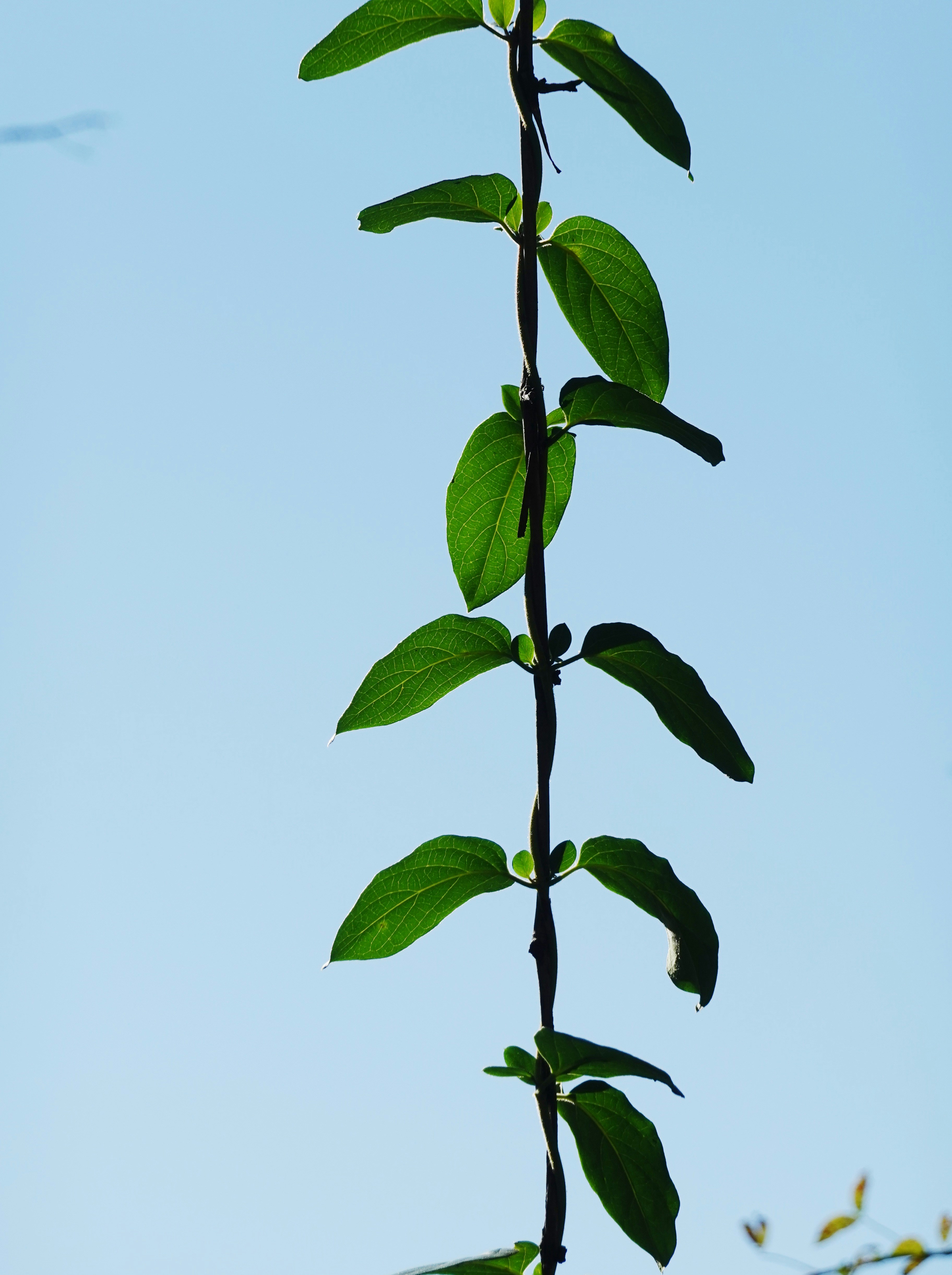 Vertical Vine: A Slim Stem Reaches Toward a Clear Sky