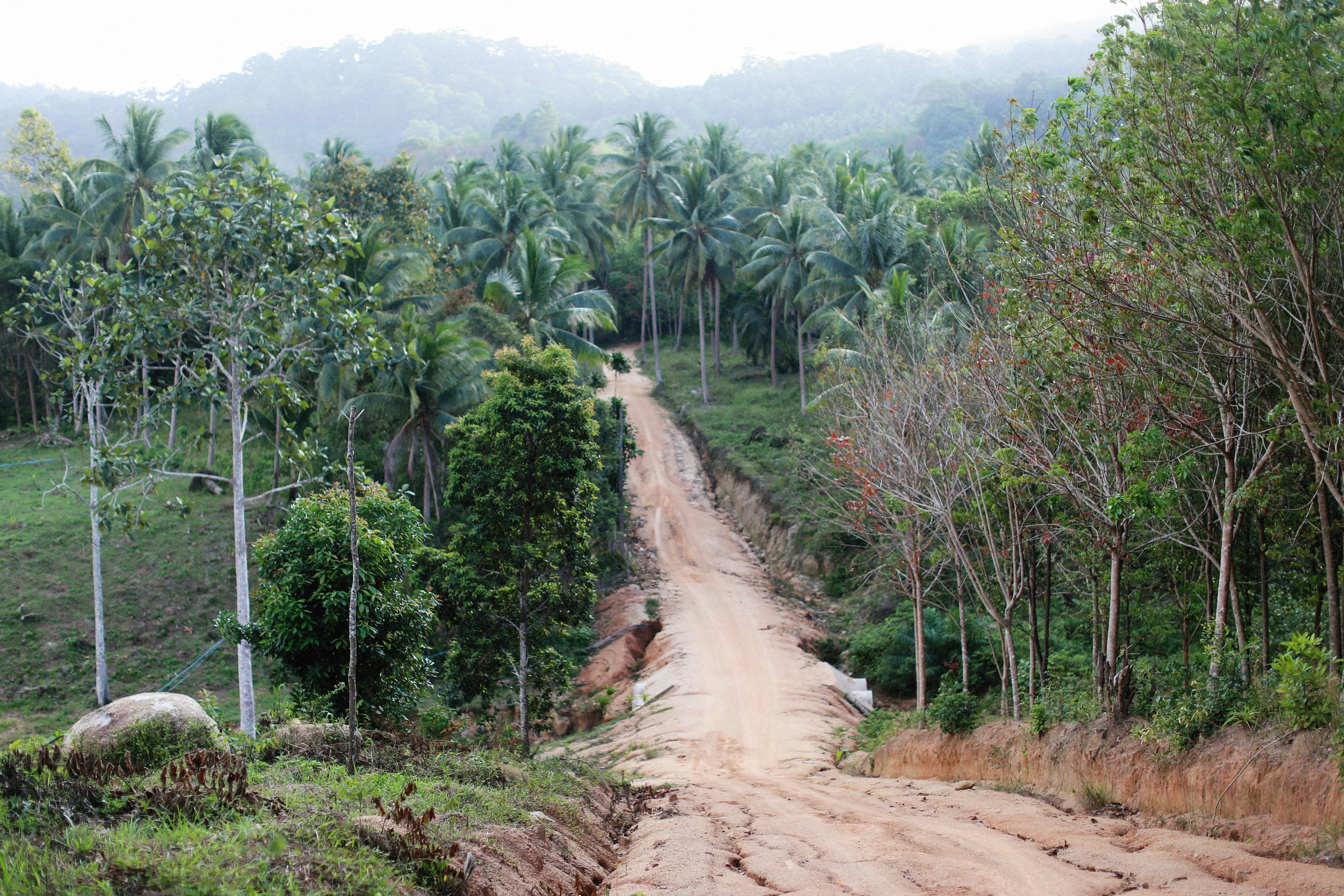 The Palm-Lined Route to a Quiet Horizon