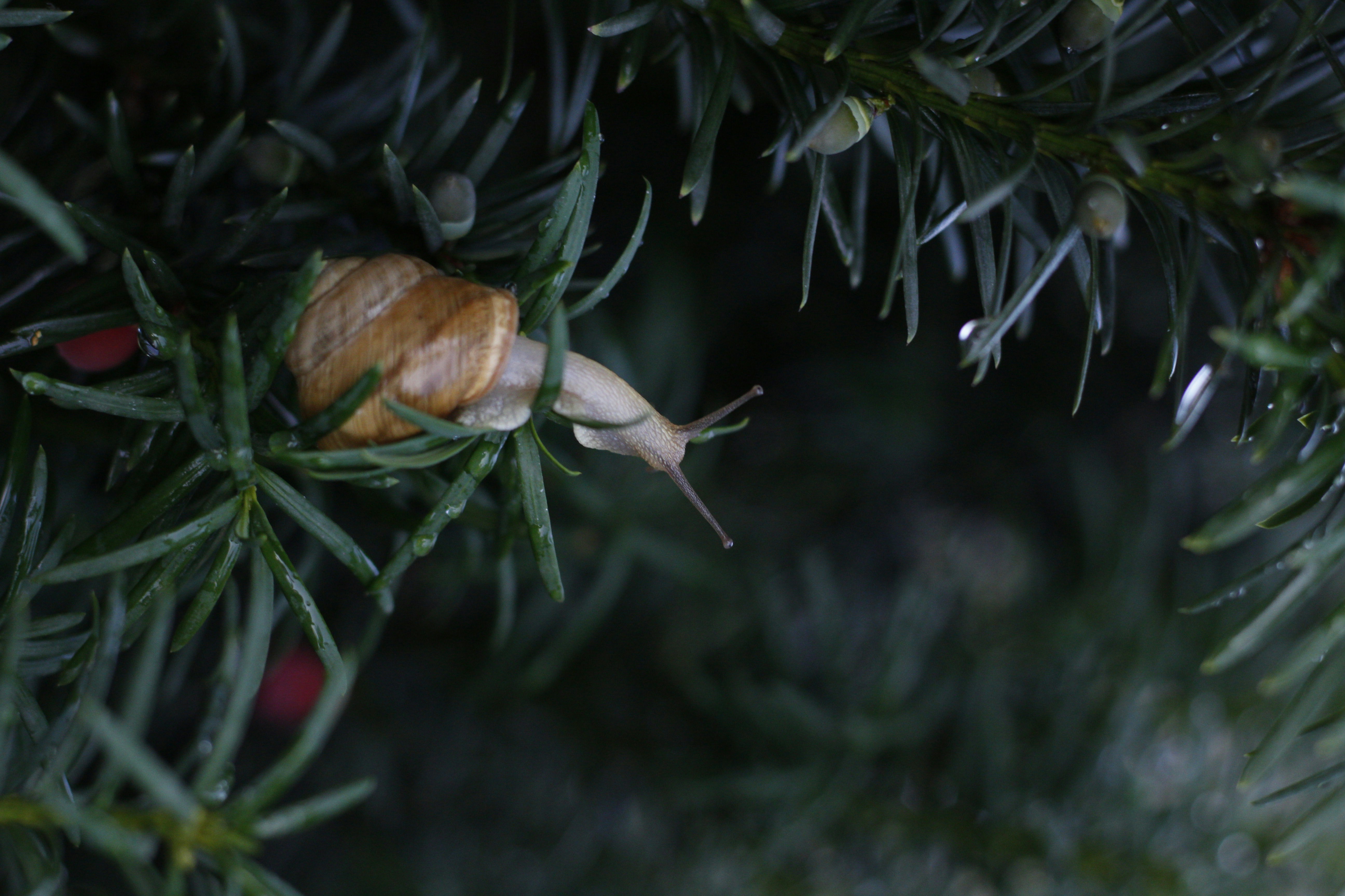 Nature's Slow Traveler Amongst the Greenery