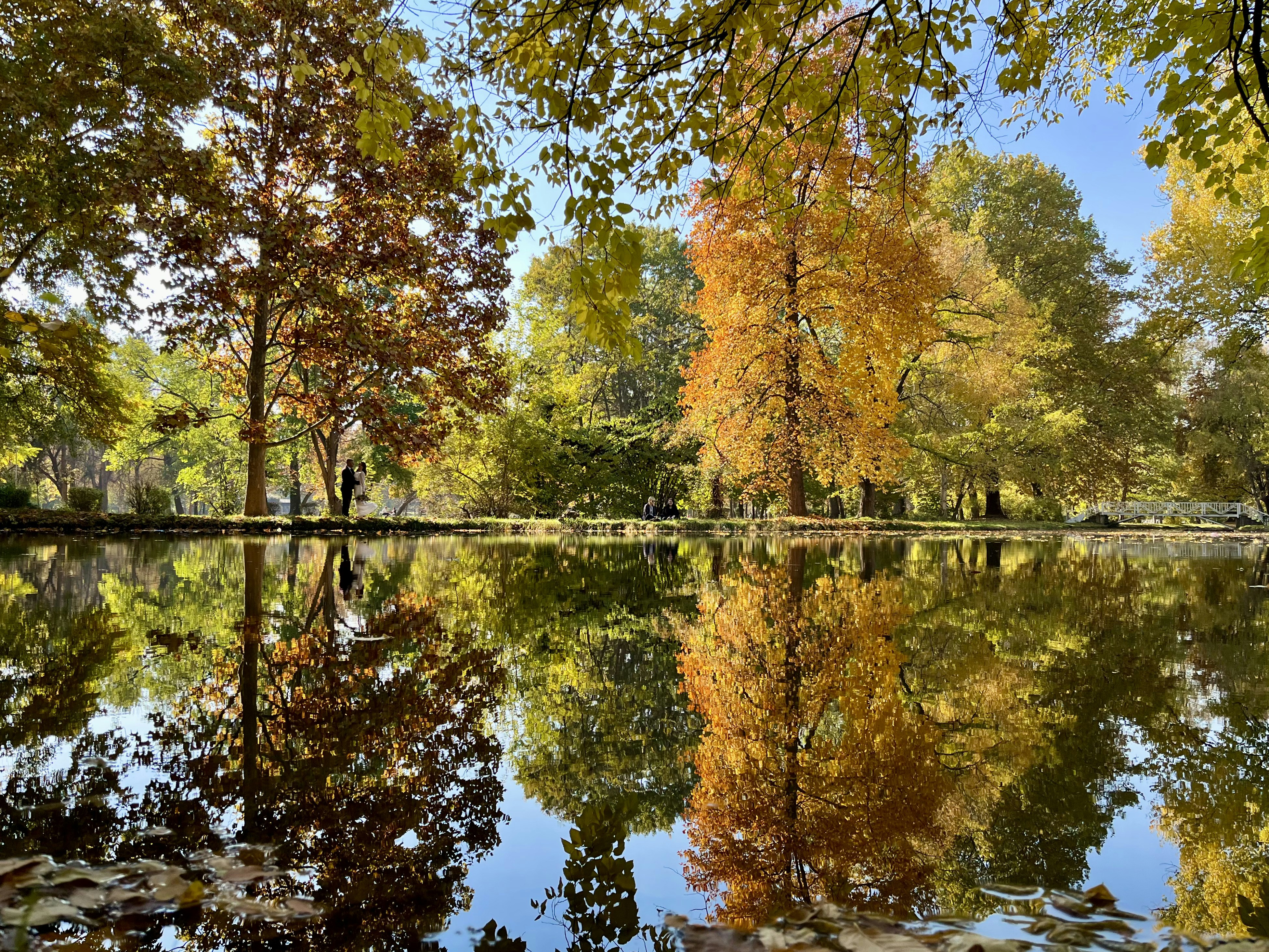 Vibrant autumn trees reflecting on a serene park pond under a clear blue sky.