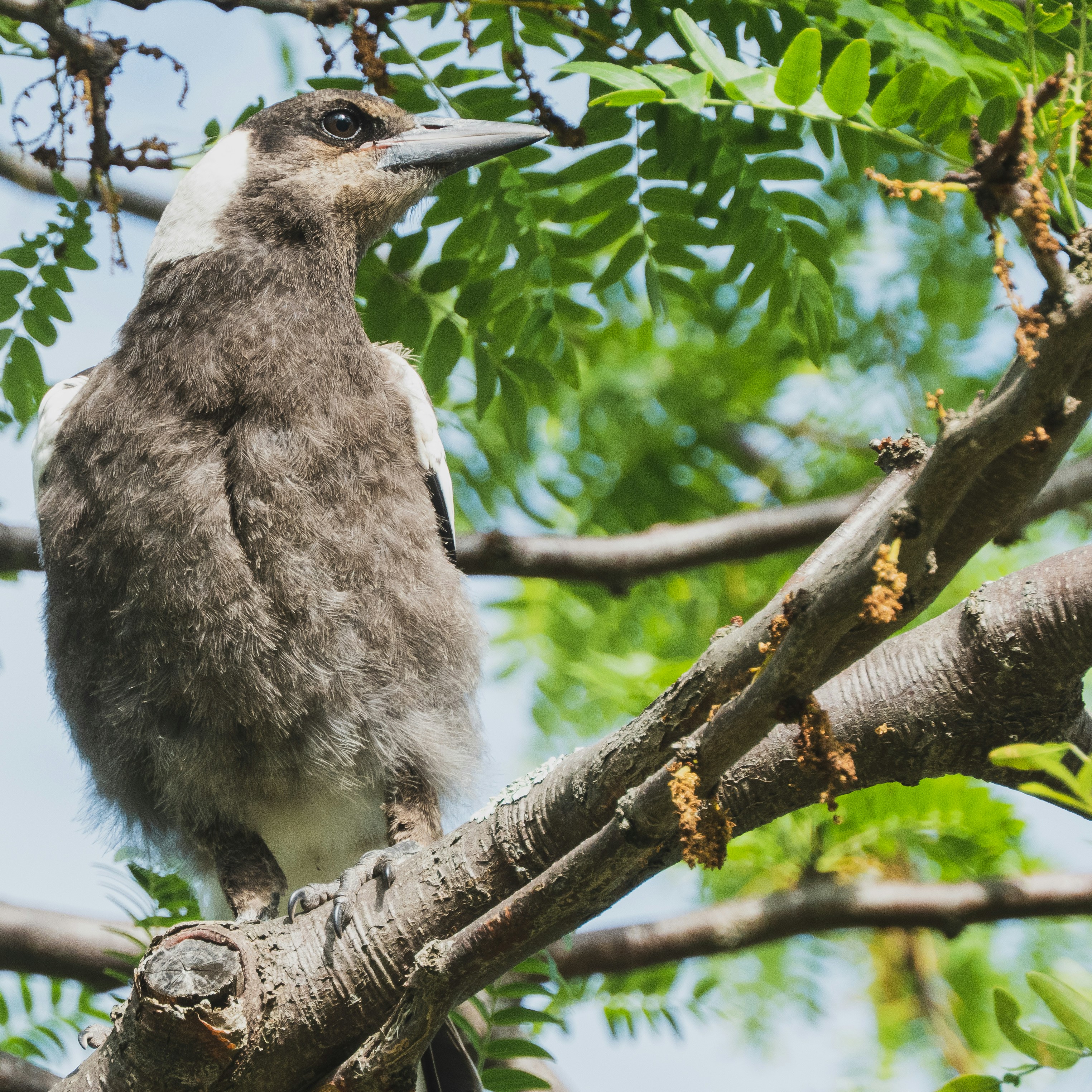Juvenile Bird Perched on a Sunlit Branch Amid Emerald Leaves