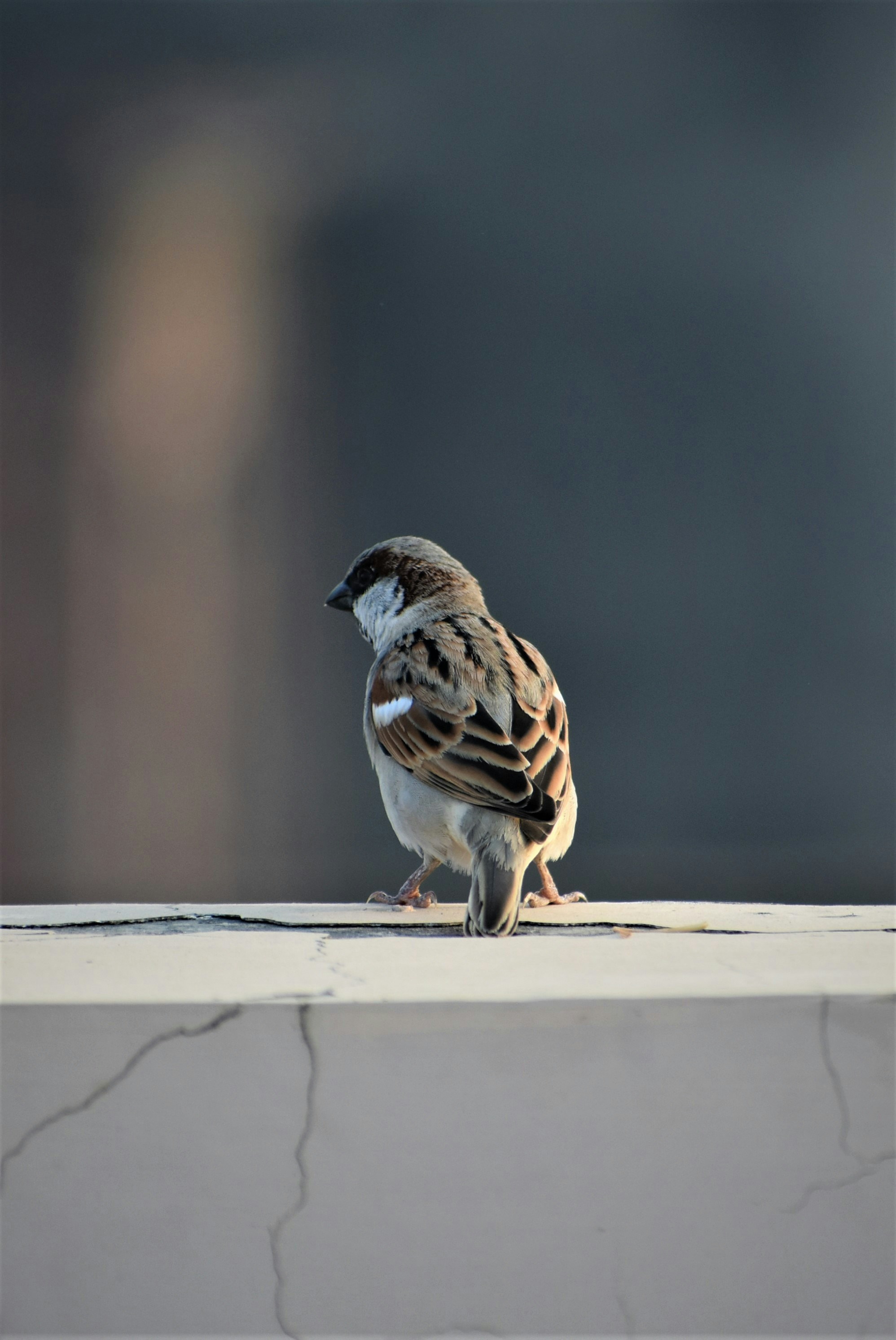 A solitary sparrow perched on a cracked ledge, showcasing its intricate feather patterns against a blurred background.