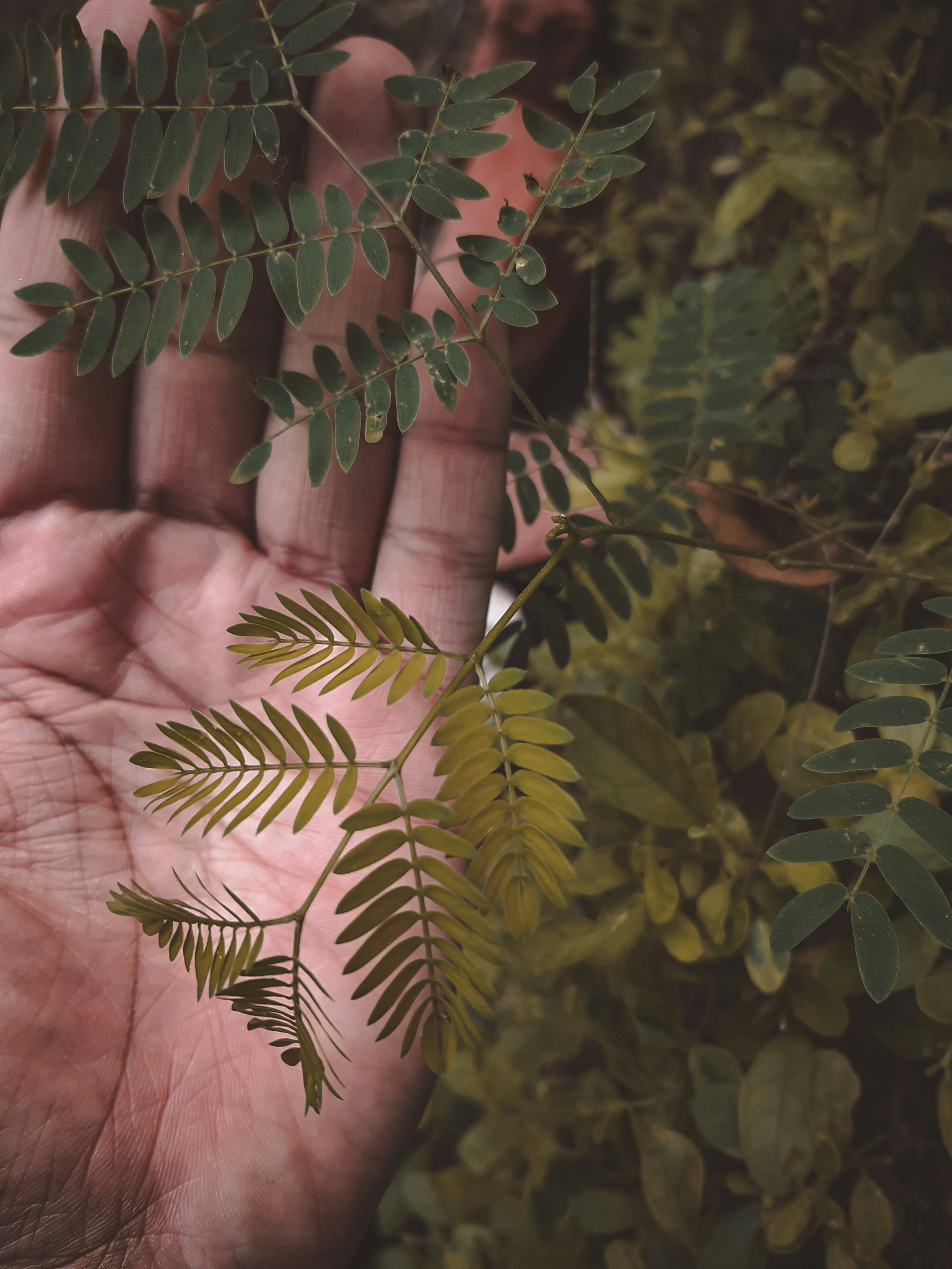 A human hand gently cradles vibrant green and yellow leaves, illustrating the connection between nature and humanity.