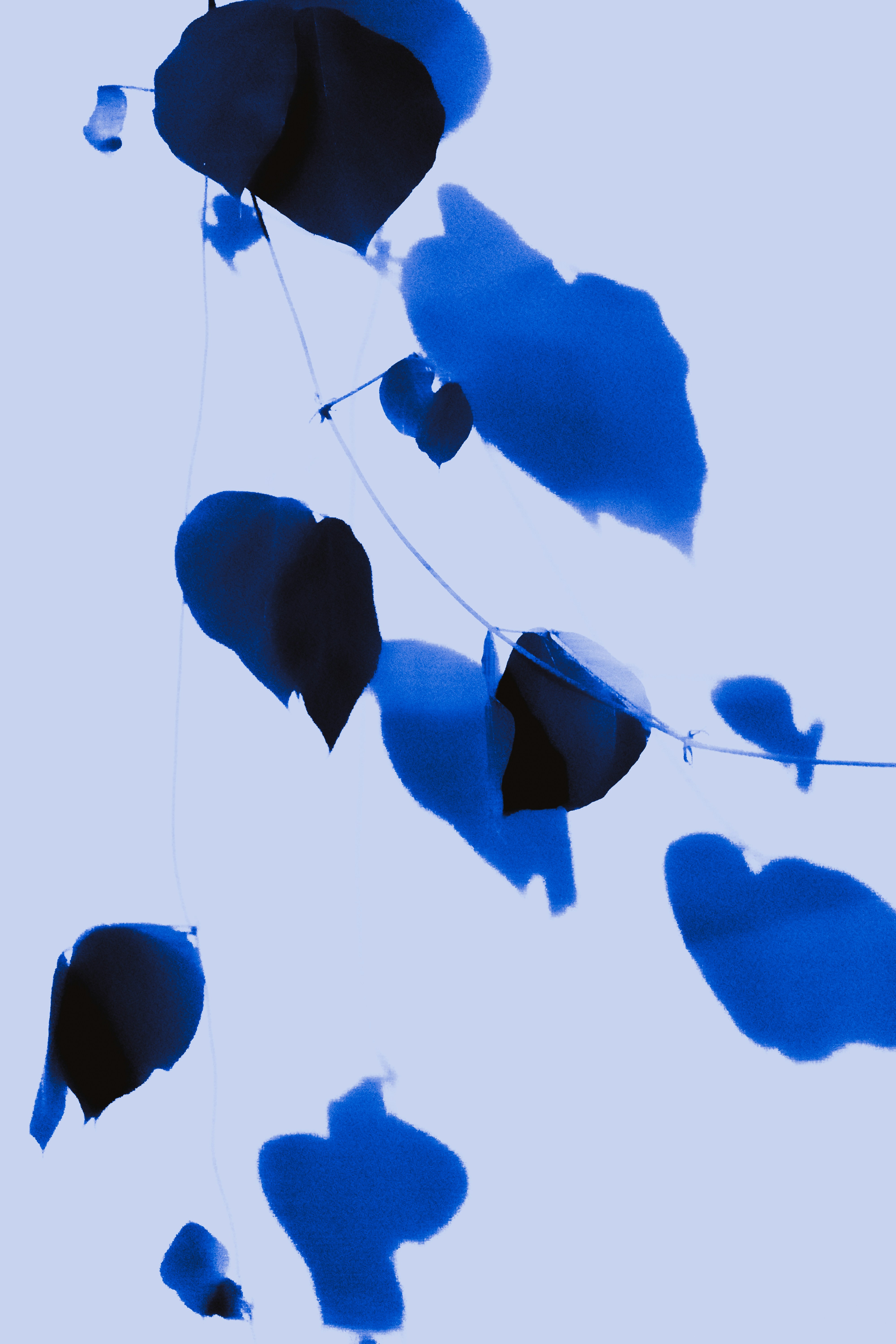 Indigo Ivy Draped Across a Powder-Blue Backdrop