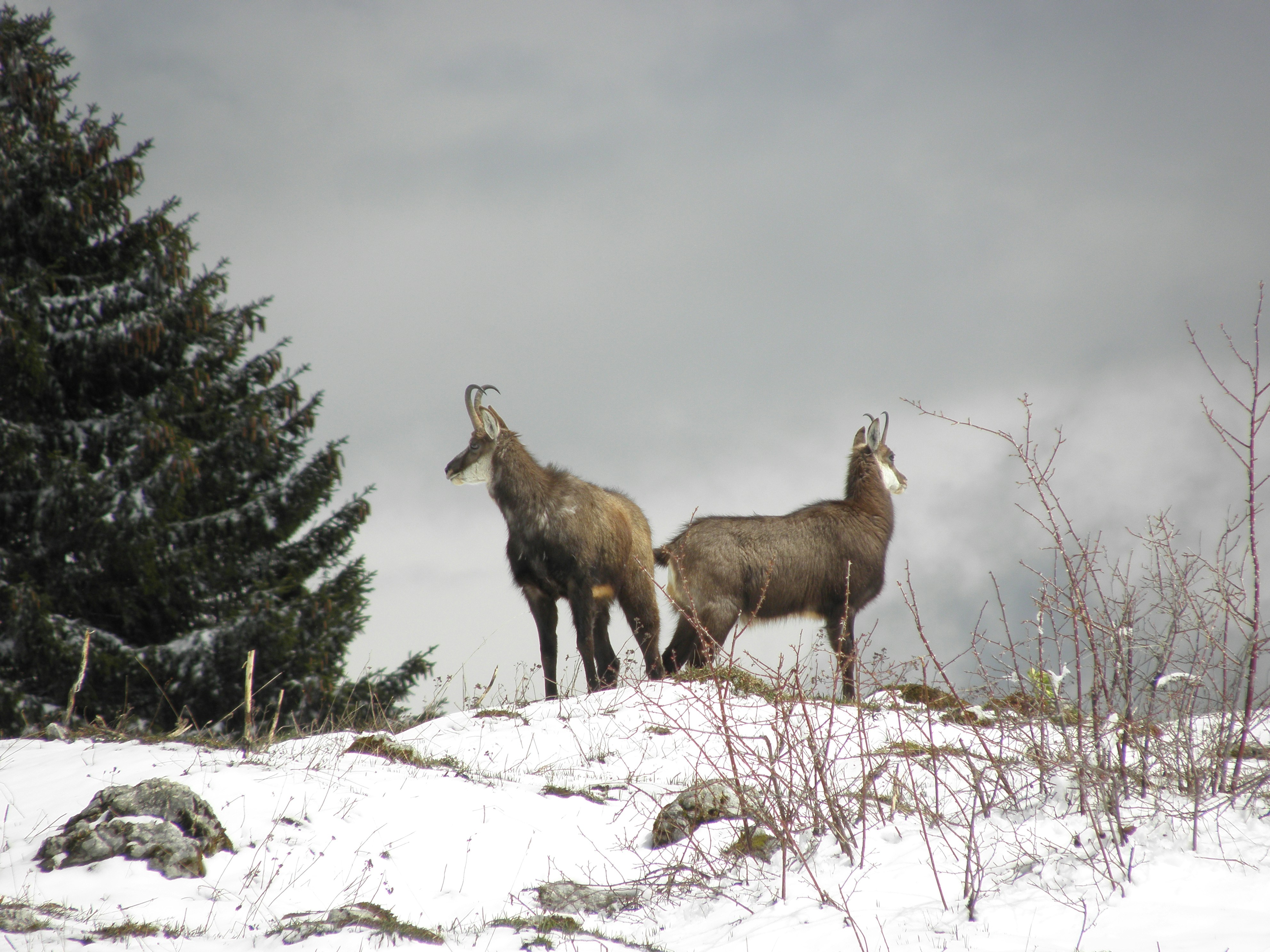 Snowbound Echoes: Twin Alpine Ibex on a Pine-Dusted Ridge