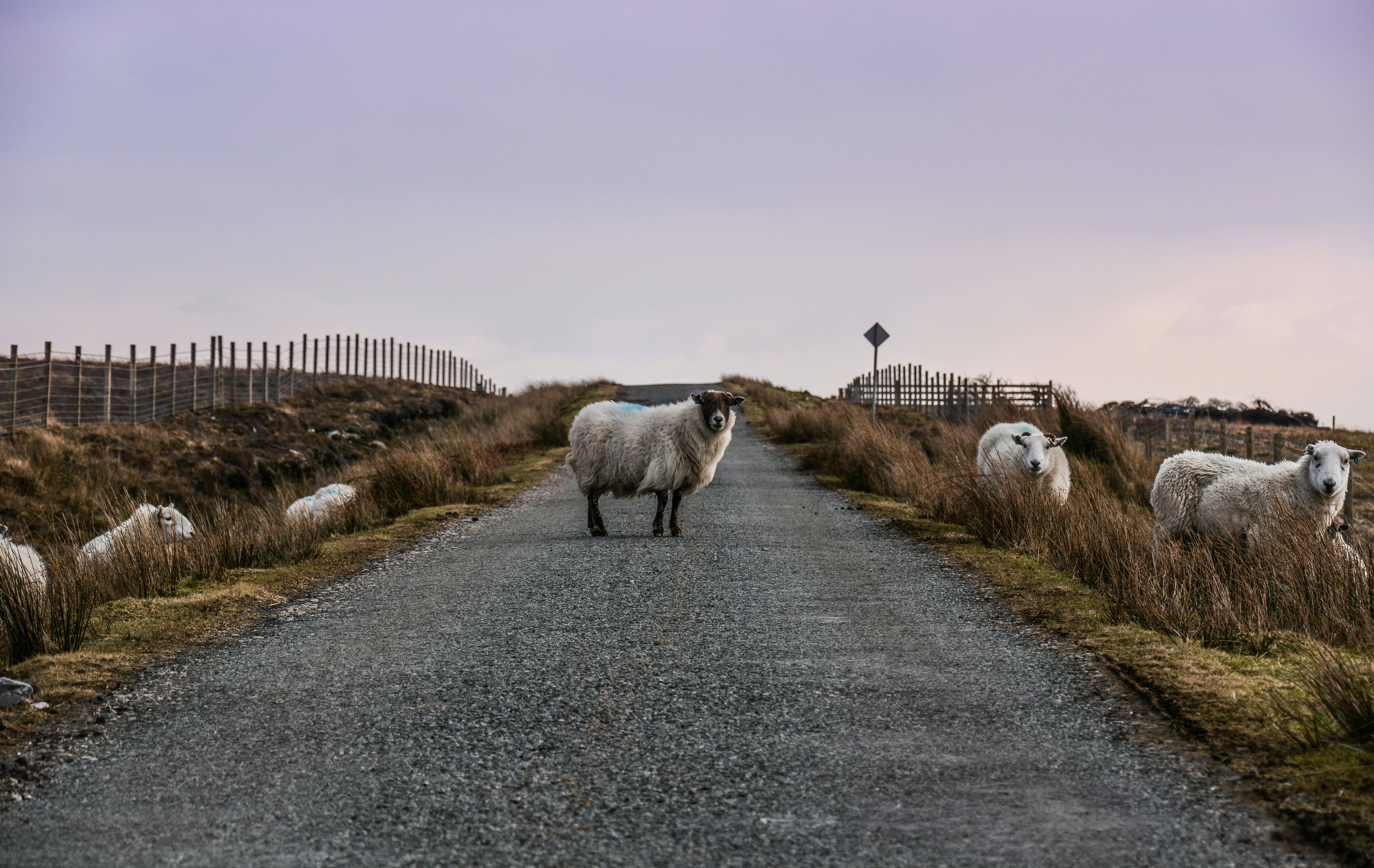 Sheep standing on a narrow country road surrounded by grass and a cloudy sky.