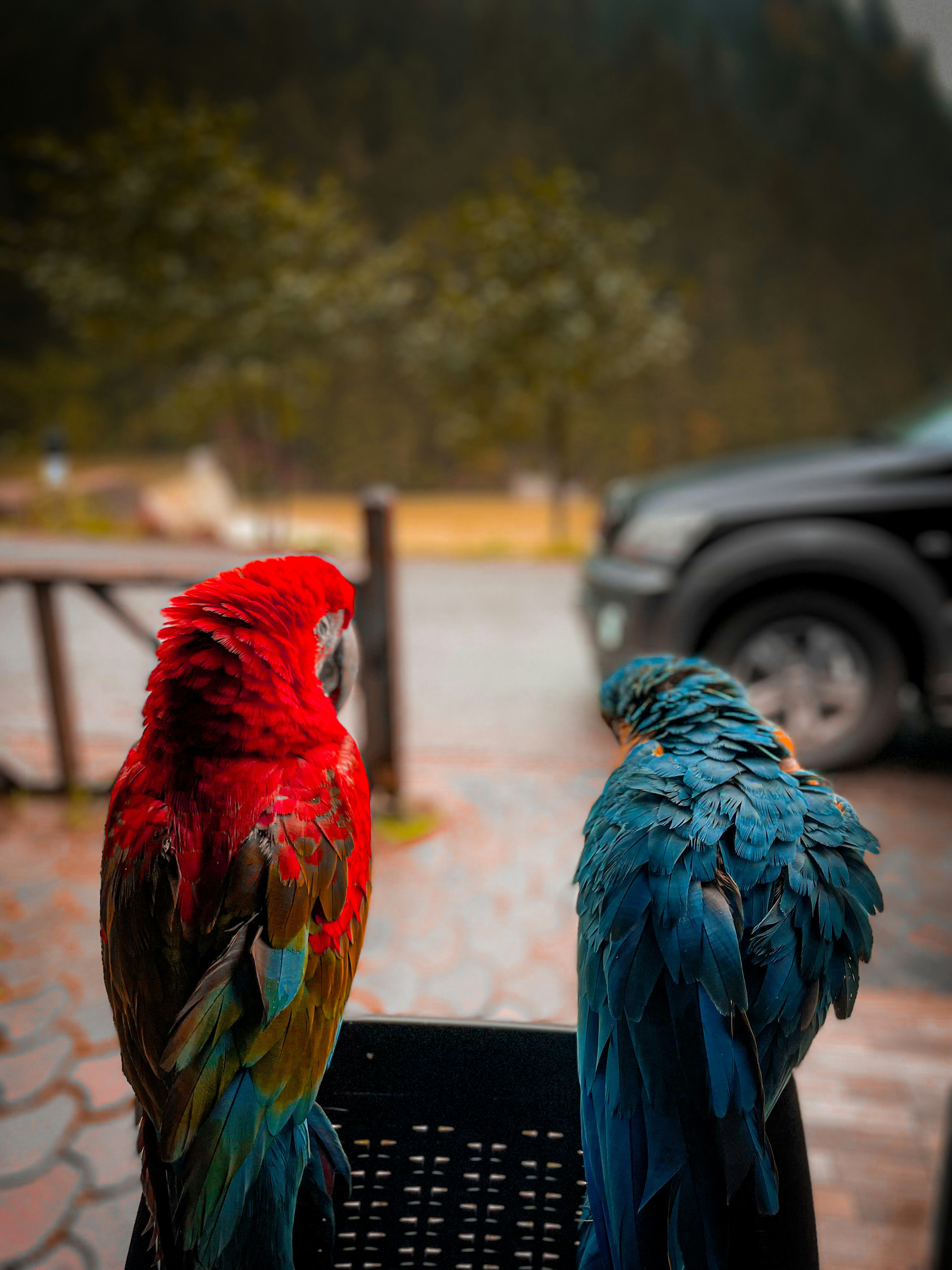 a couple of birds that are sitting on a bench