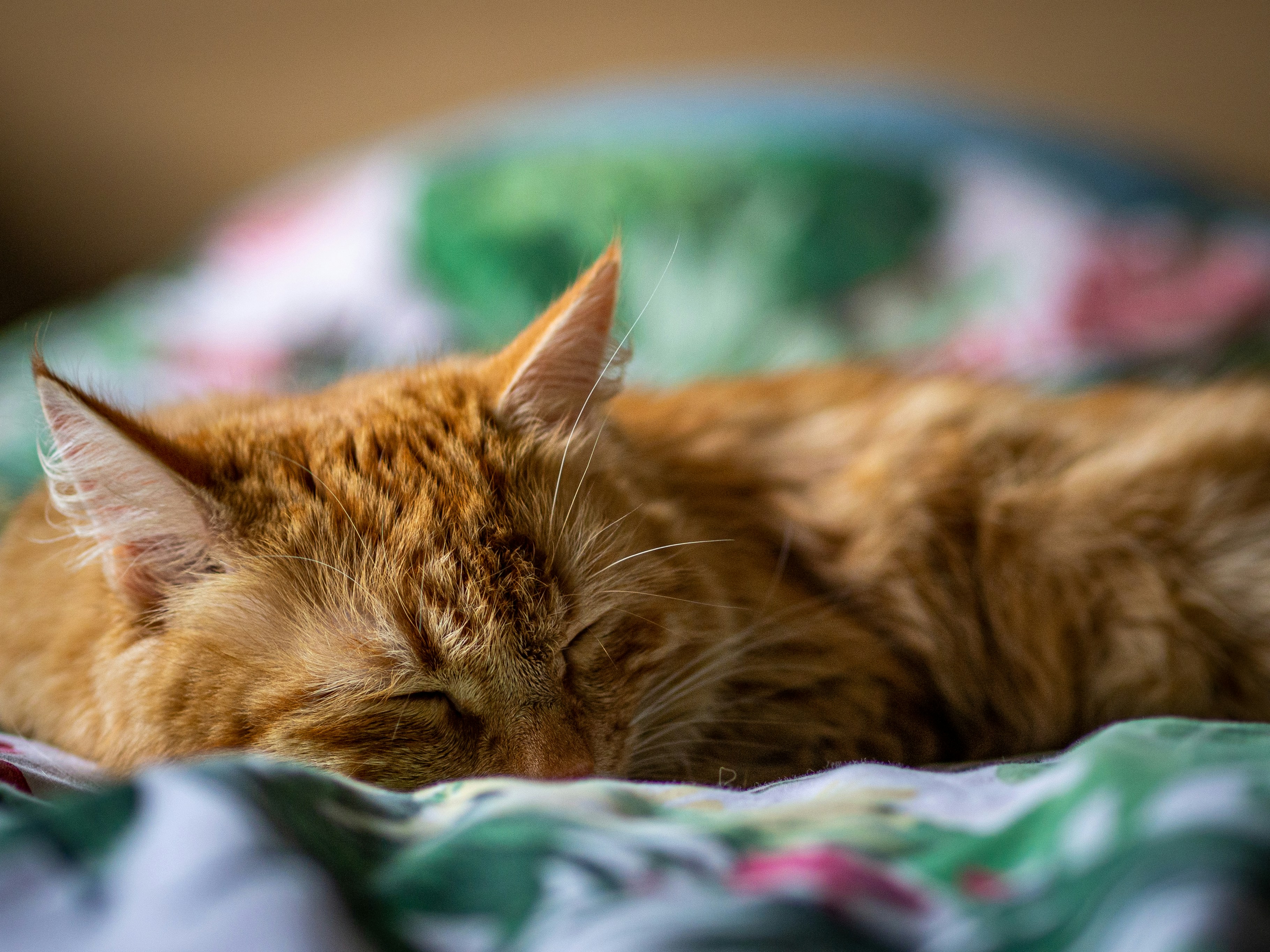 Ginger cat peacefully napping on a colorful quilt, embodying tranquility in a cozy setting.