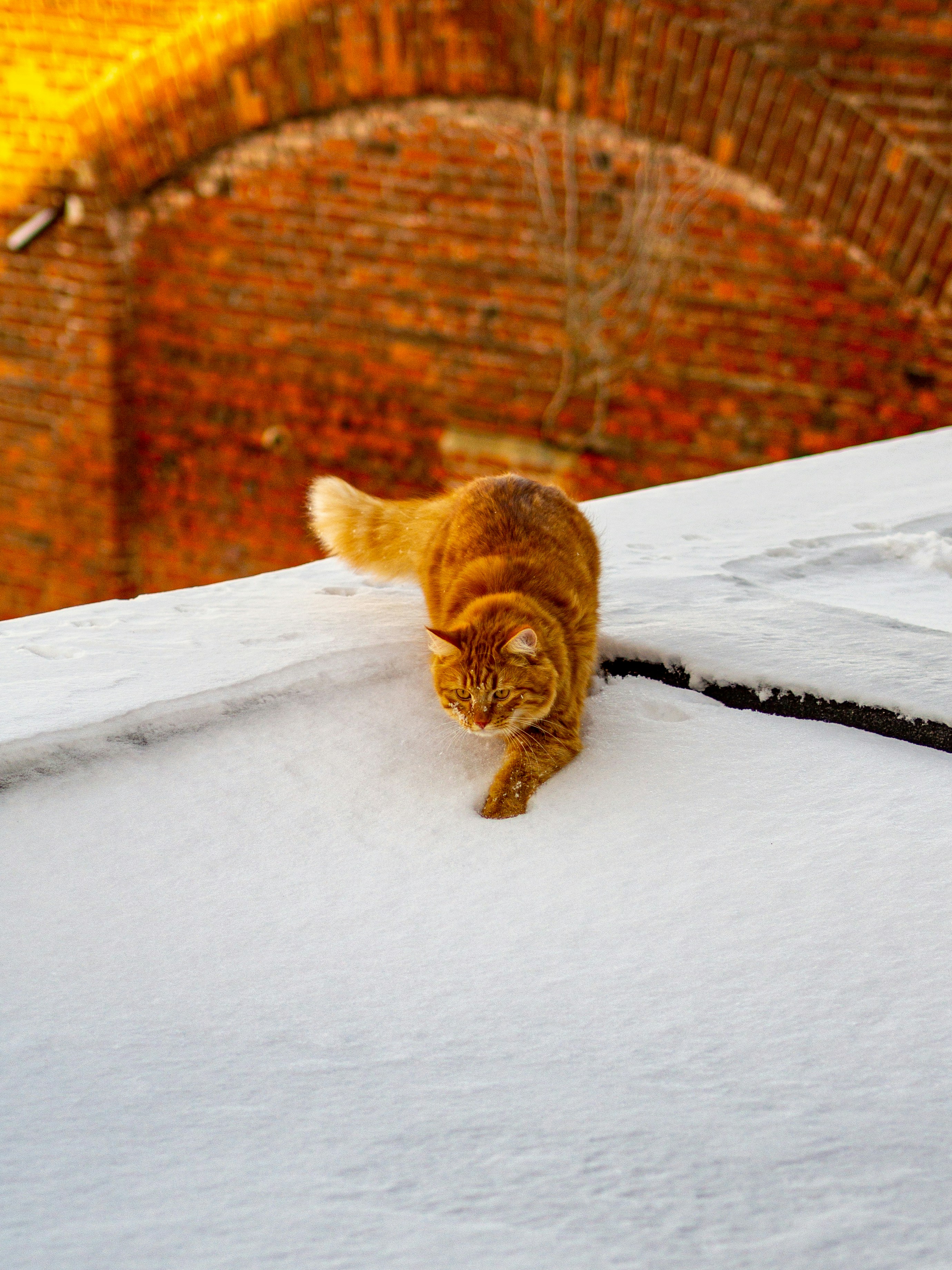 an orange cat walking on top of a snow covered roof